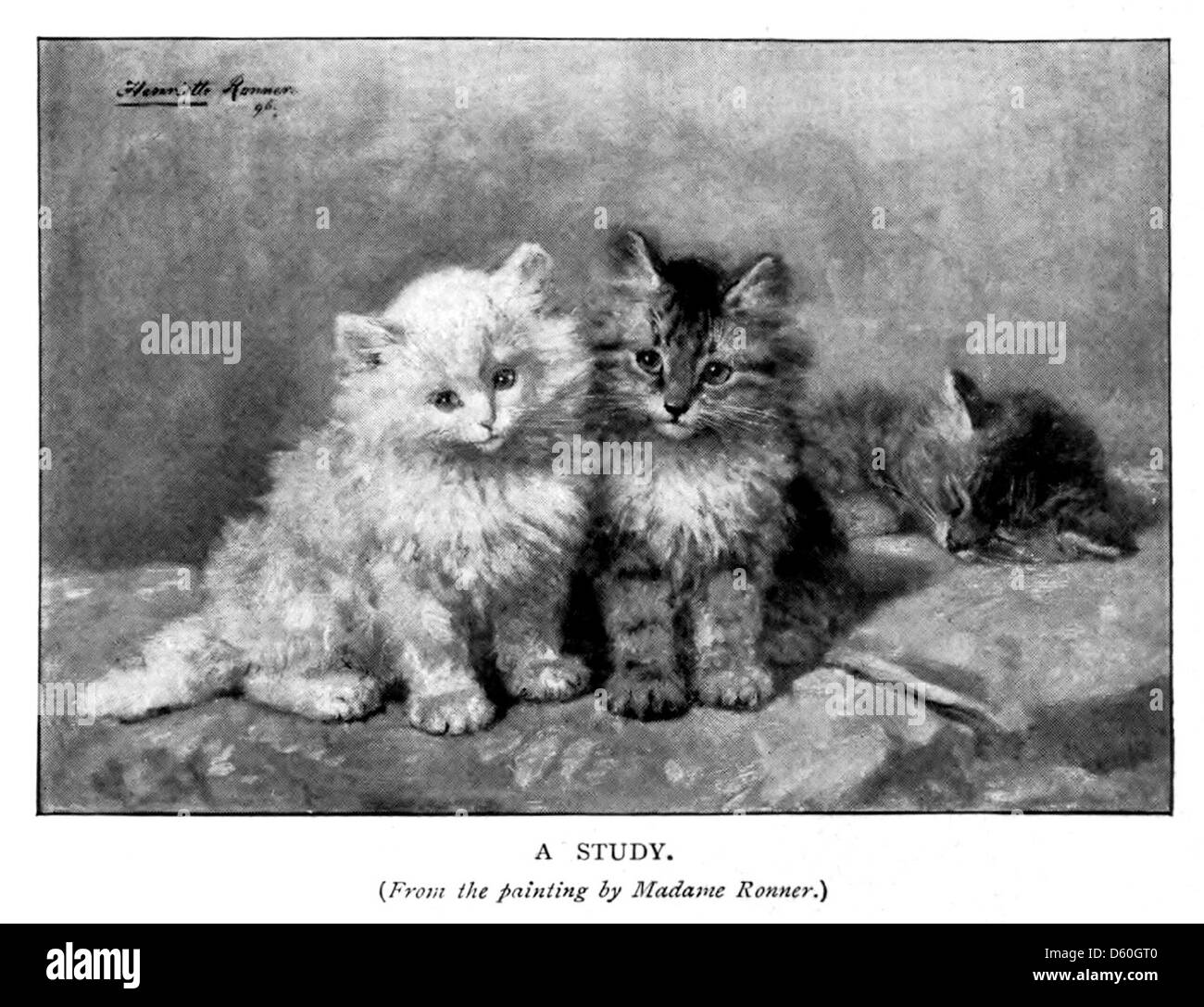 This 1903 book showcases the beauty and characteristics of cats ...