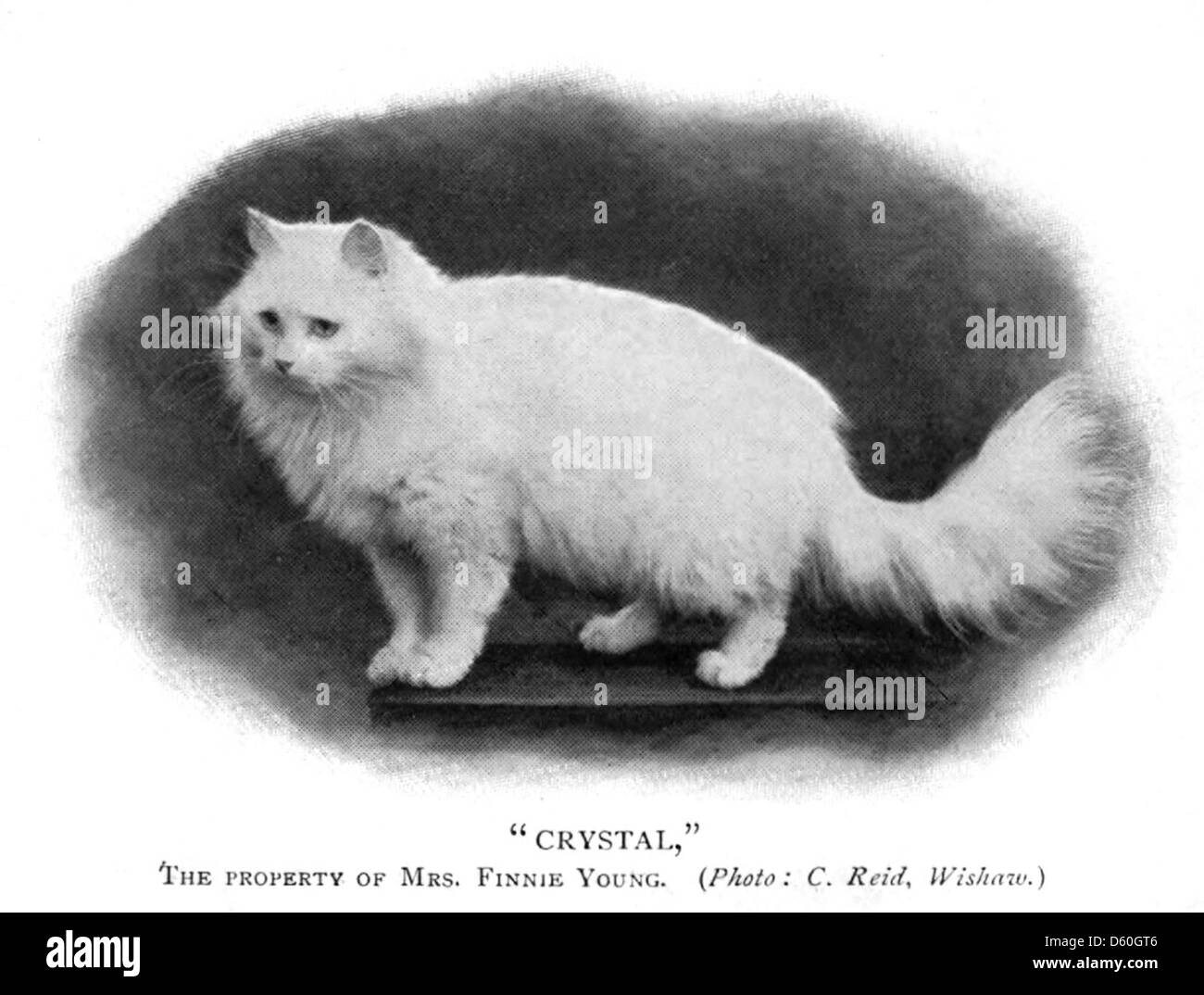 Feline anatomy art Black and White Stock Photos & Images - Alamy