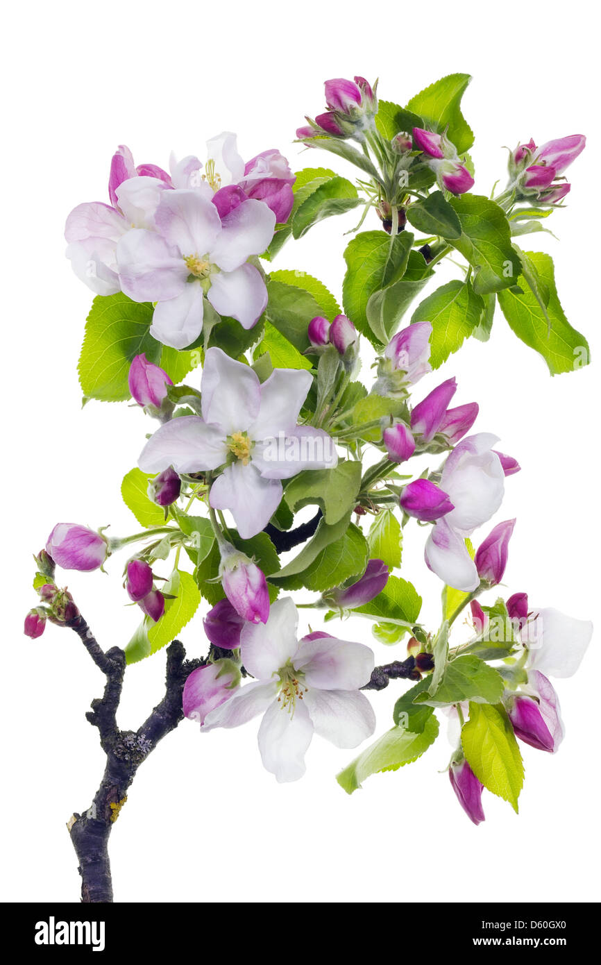 Blossom Cut Out Stock Images & Pictures - Alamy