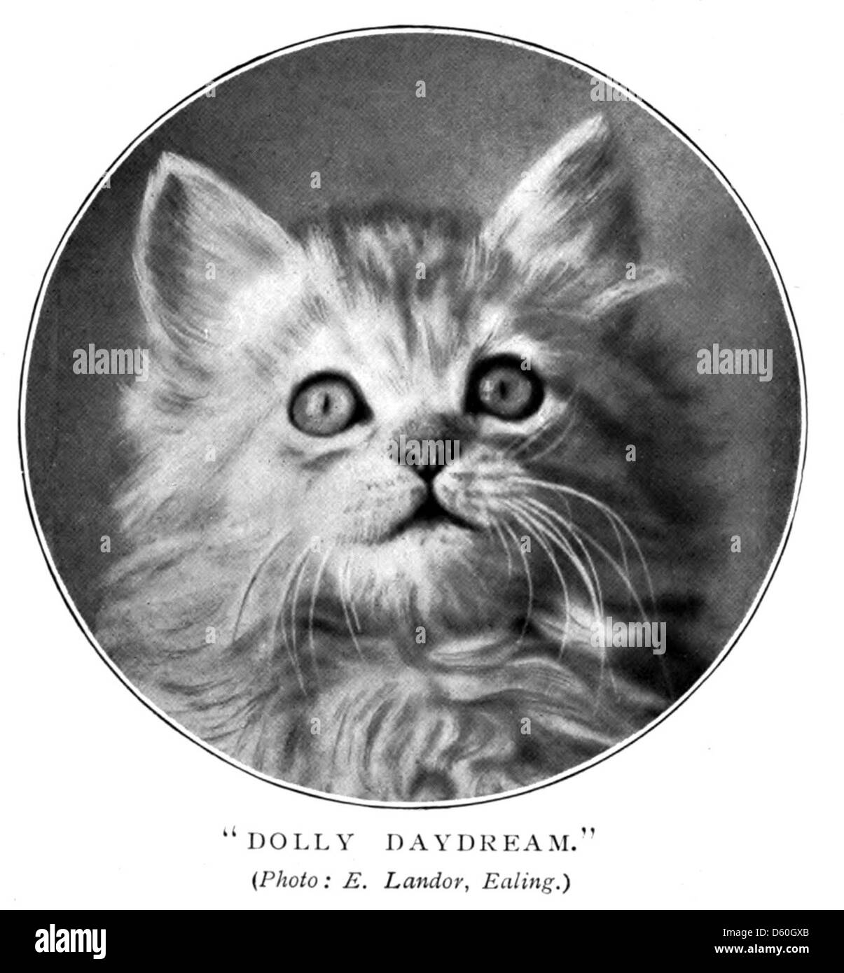 A 1903 book titled 'The Book of the Cat,' which explores the history ...