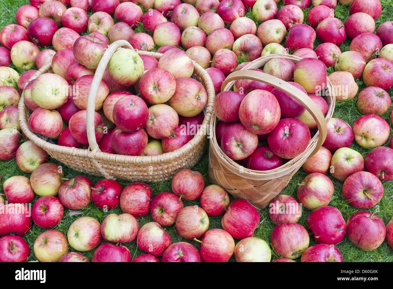 Shiny fruits hi-res stock photography and images - Alamy