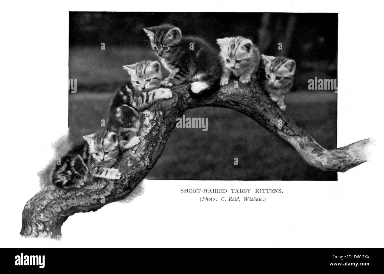 'The Book of the Cat' (1903) is a historical document celebrating cats ...