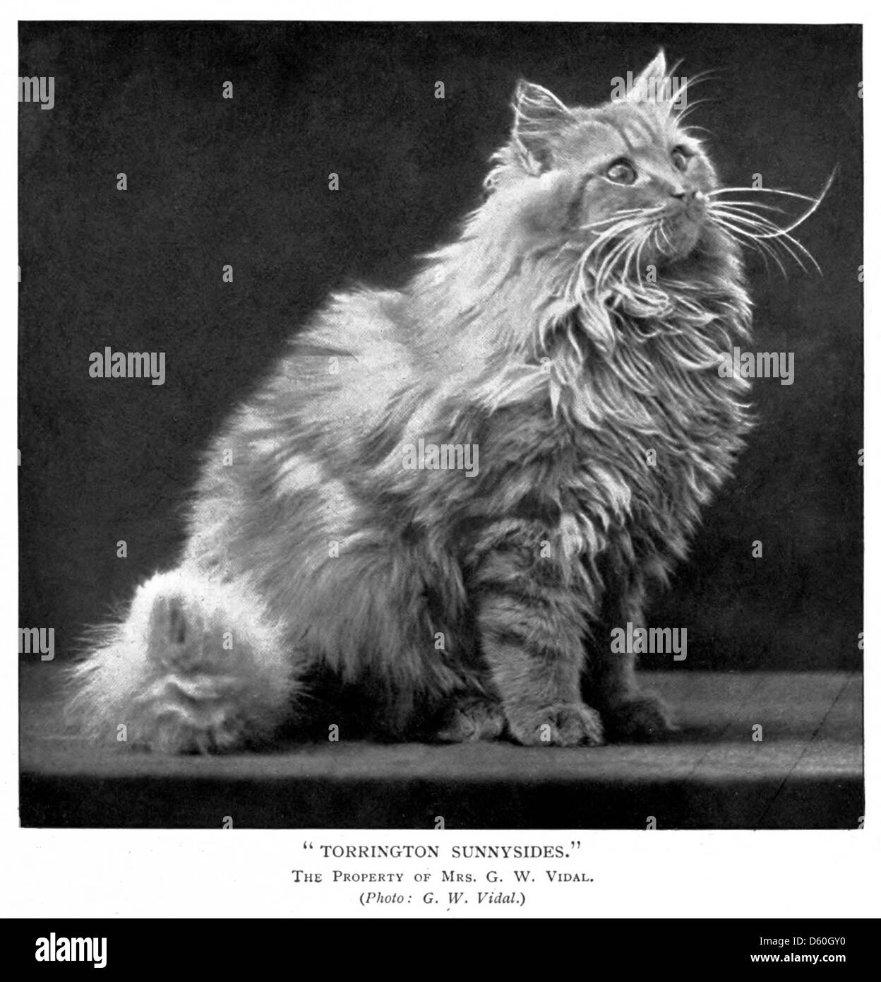 Behavior insights Black and White Stock Photos & Images - Alamy