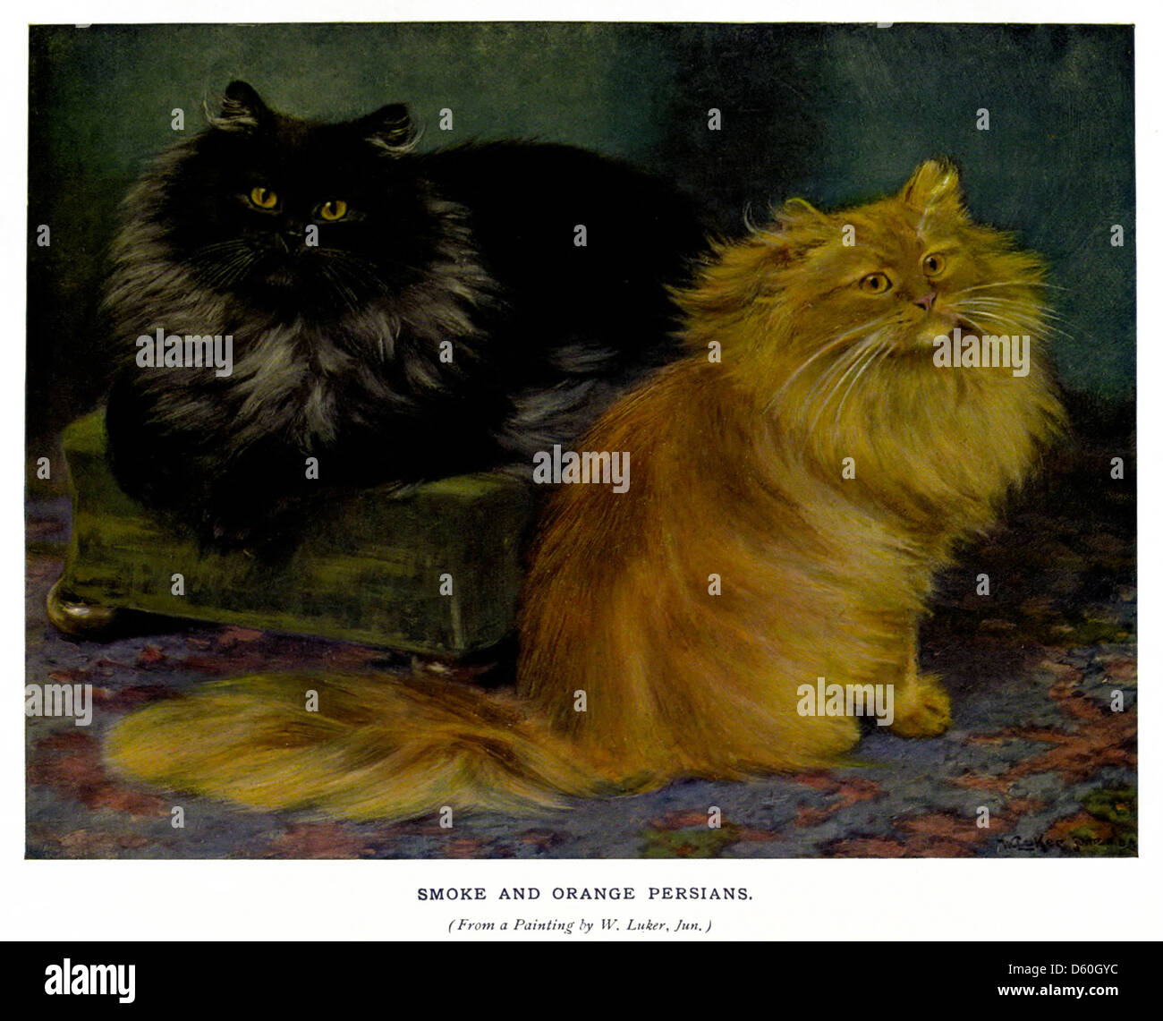 This 1903 illustration from 'The Book of the Cat' features various ...
