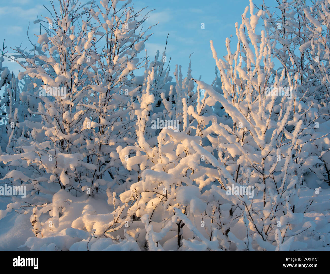 Birch Saplings Stock Photos & Birch Saplings Stock Images - Alamy