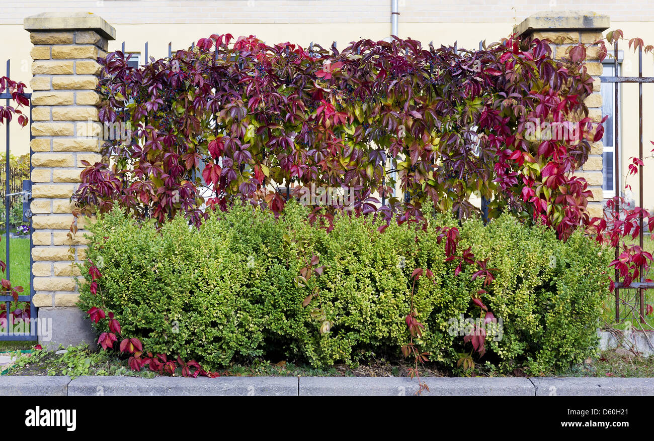 Fantastic autumn hedges Stock Photo - Alamy