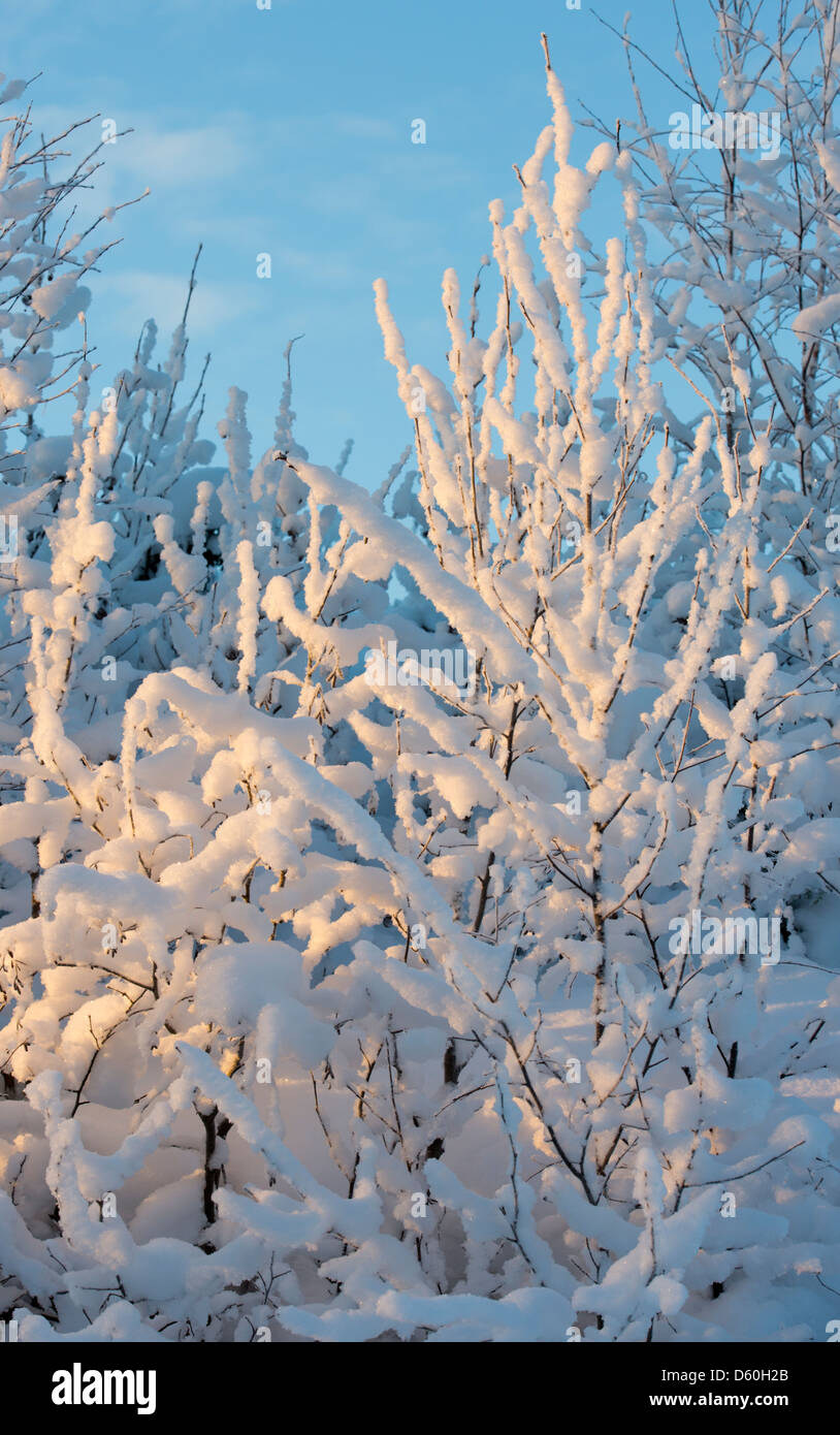 Birch Saplings Stock Photos & Birch Saplings Stock Images - Alamy
