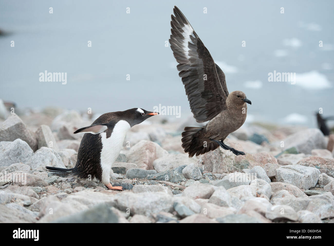 South polar skua hi-res stock photography and images - Alamy