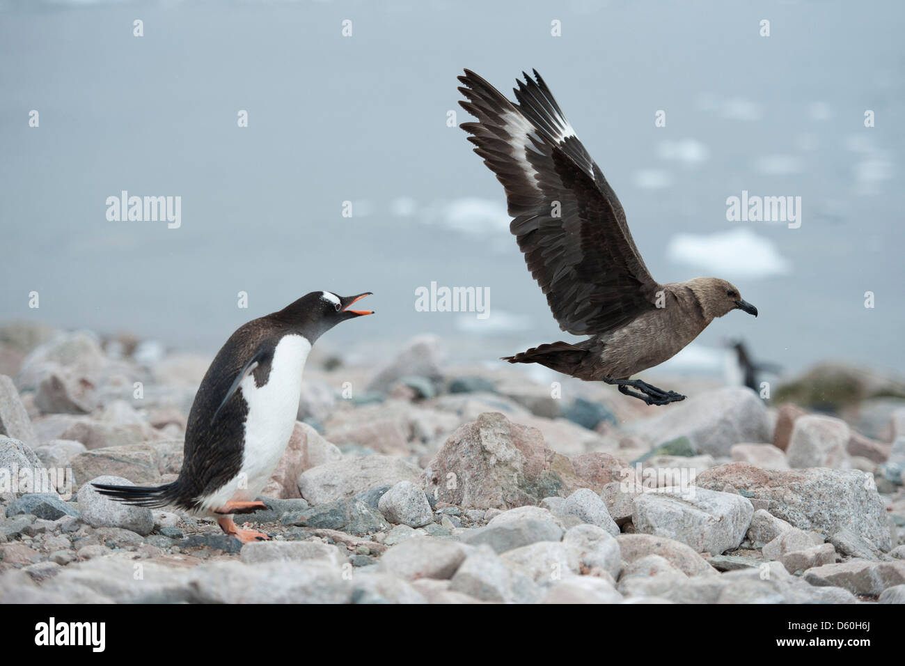 Attacking penguin hi-res stock photography and images - Alamy
