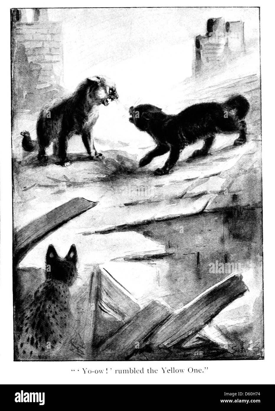 Cat fight drawing hi-res stock photography and images - Alamy