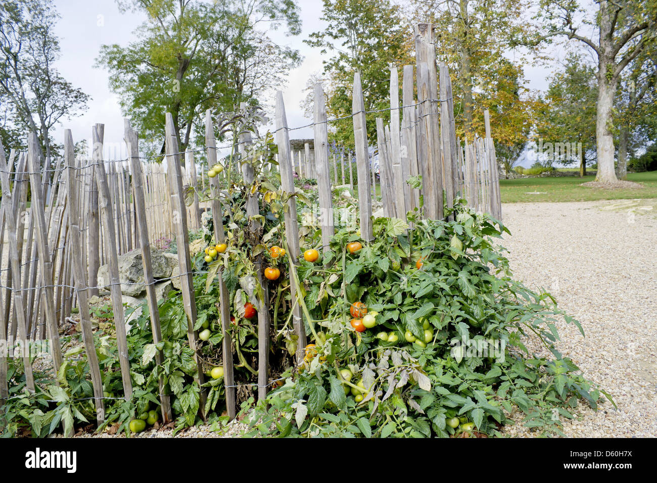 Large tomatoes shrub Stock Photo - Alamy