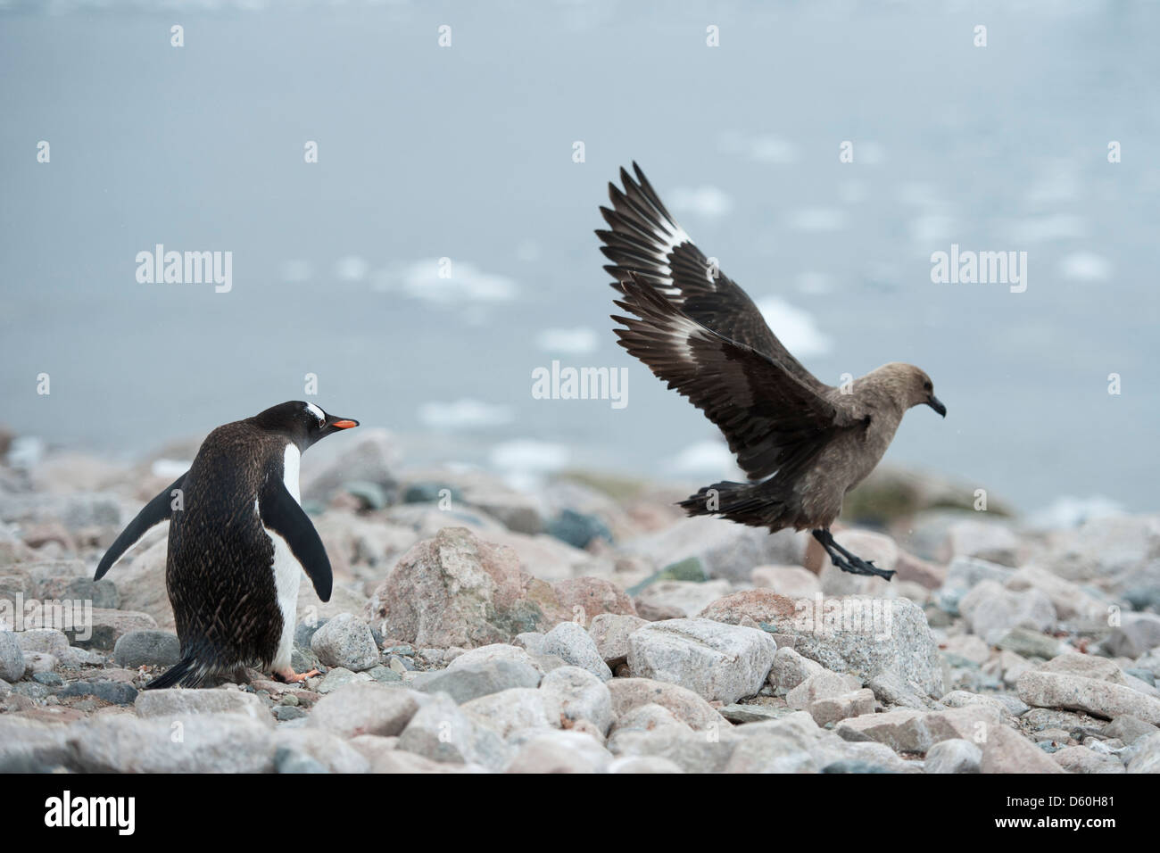 Gentoo penguin, Pygoscelis papua, attacking South Polar Skua ...