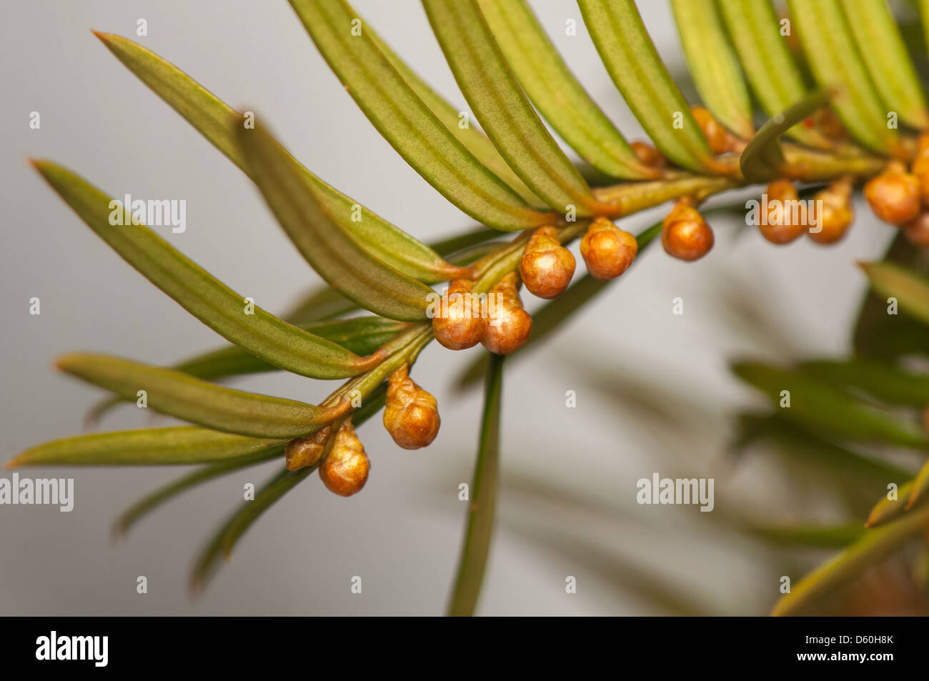 Conifers tree leaf hi-res stock photography and images - Alamy
