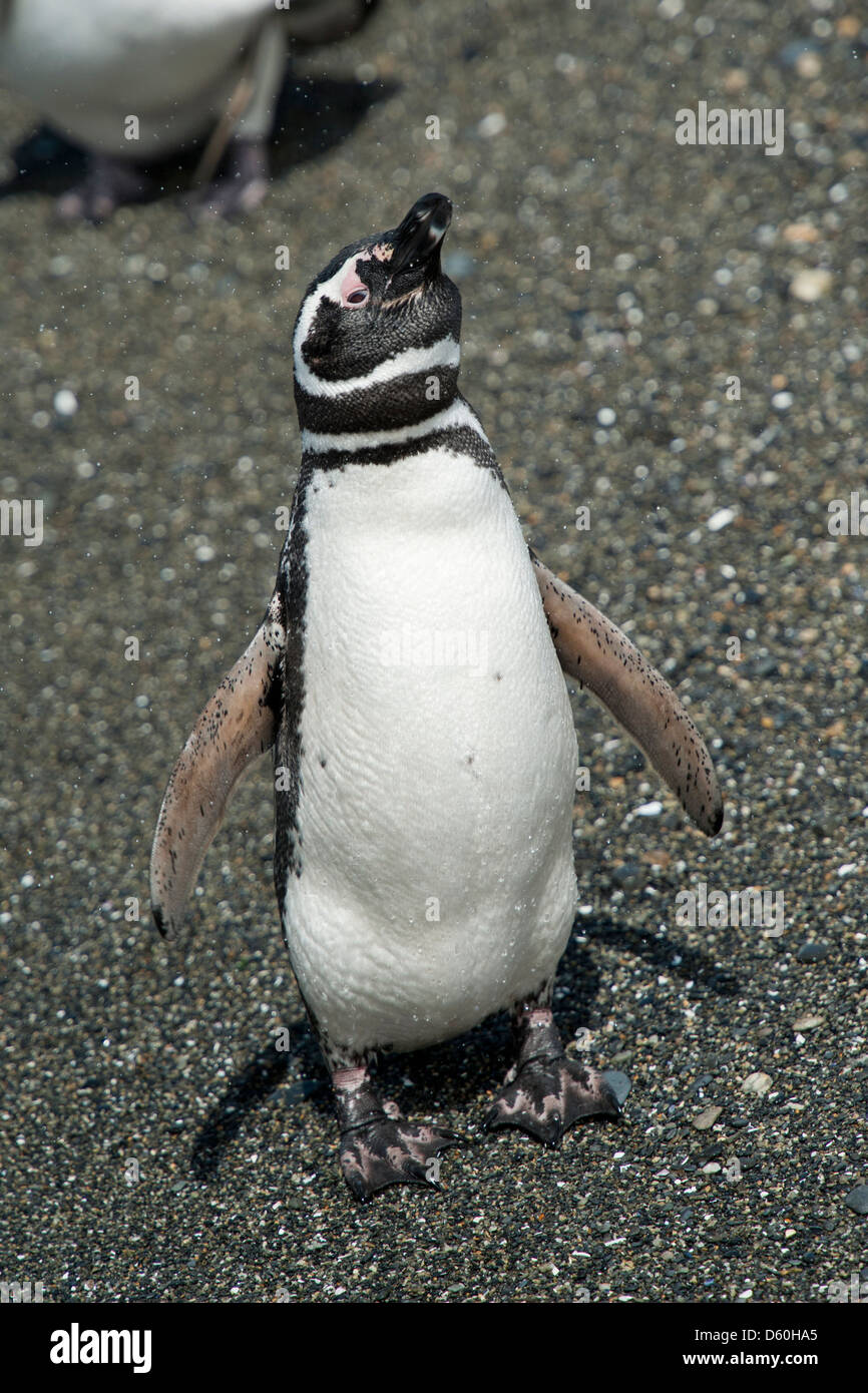 Magellanic Penguin (Spheniscus magellanicus), portrait. Near Ushuaia ...