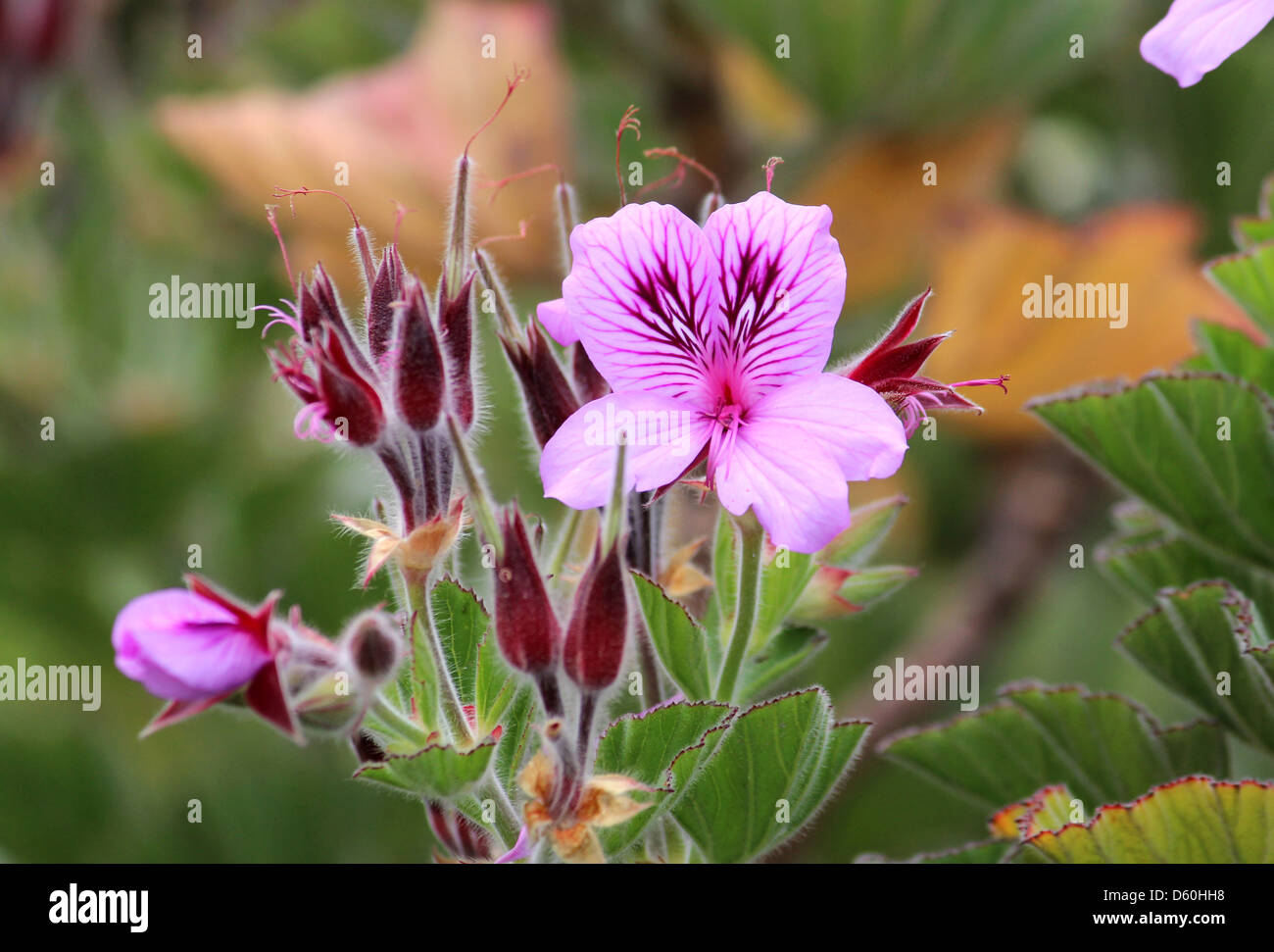 Geranium in the wild, Western Cape, South Africa Stock Photo - Alamy