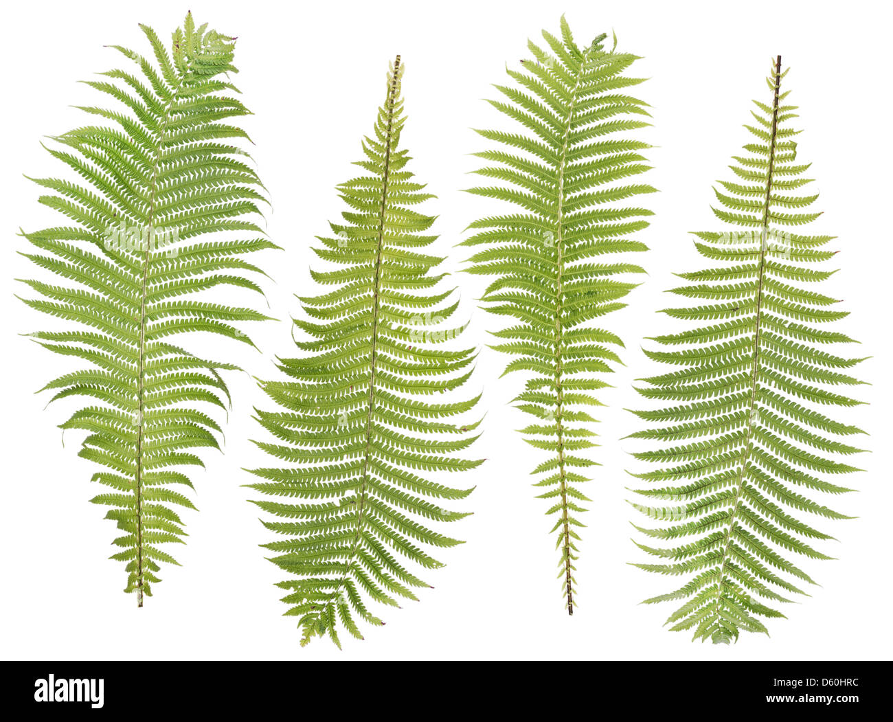 Set backgrounds autumn leaves Cut Out Stock Images & Pictures - Alamy