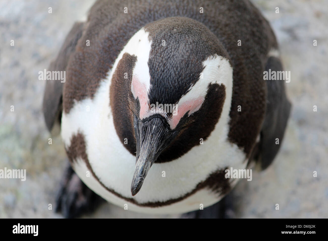African penguin shot from above on the beach in South Africa Stock ...