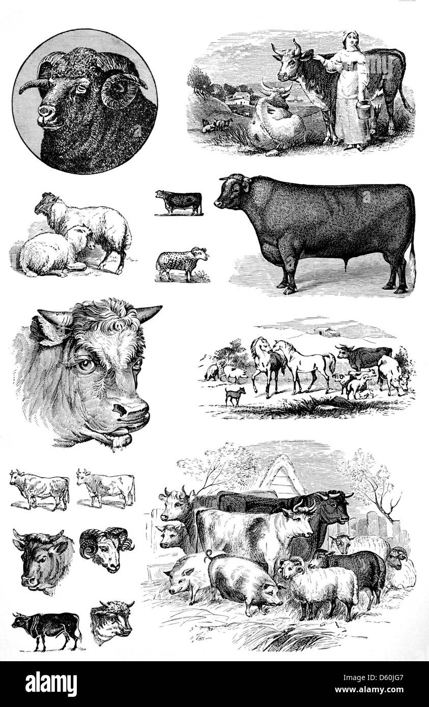 Illustrations alongside Black and White Stock Photos & Images - Alamy