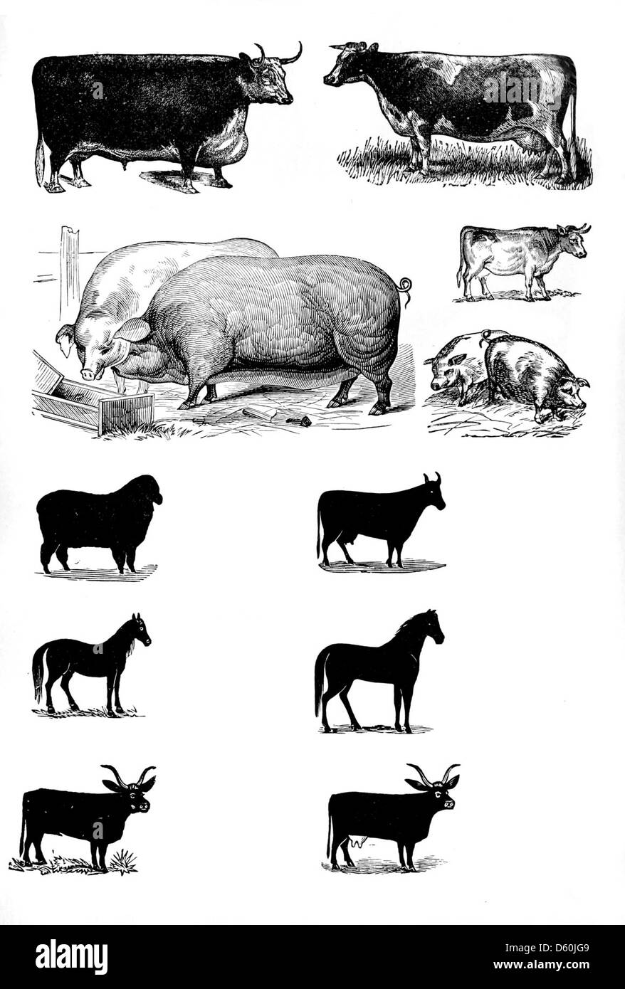 An illustration from the 'Desk Book of Type Specimens' (1900 ...