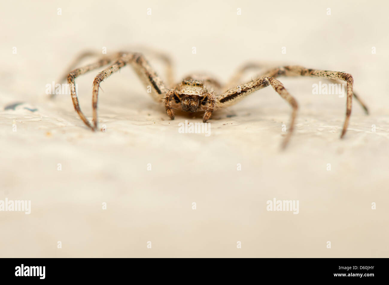 Predator legs hi-res stock photography and images - Alamy