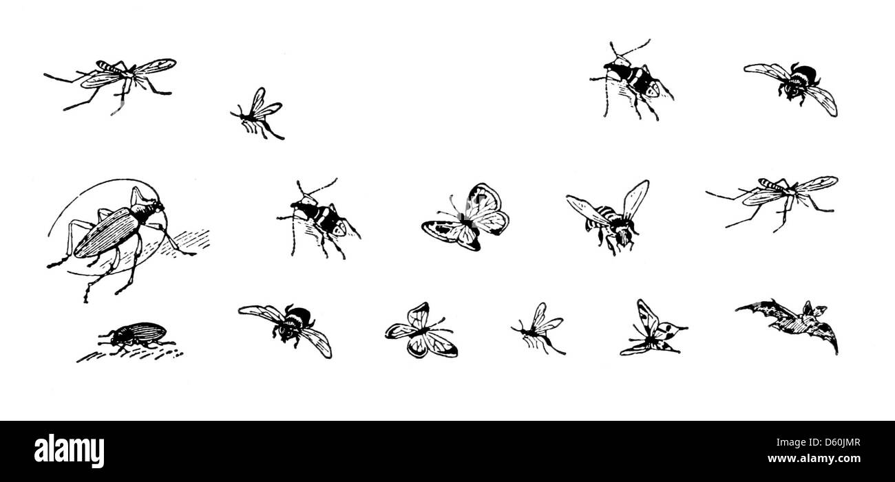 Type of beetle Black and White Stock Photos & Images - Alamy