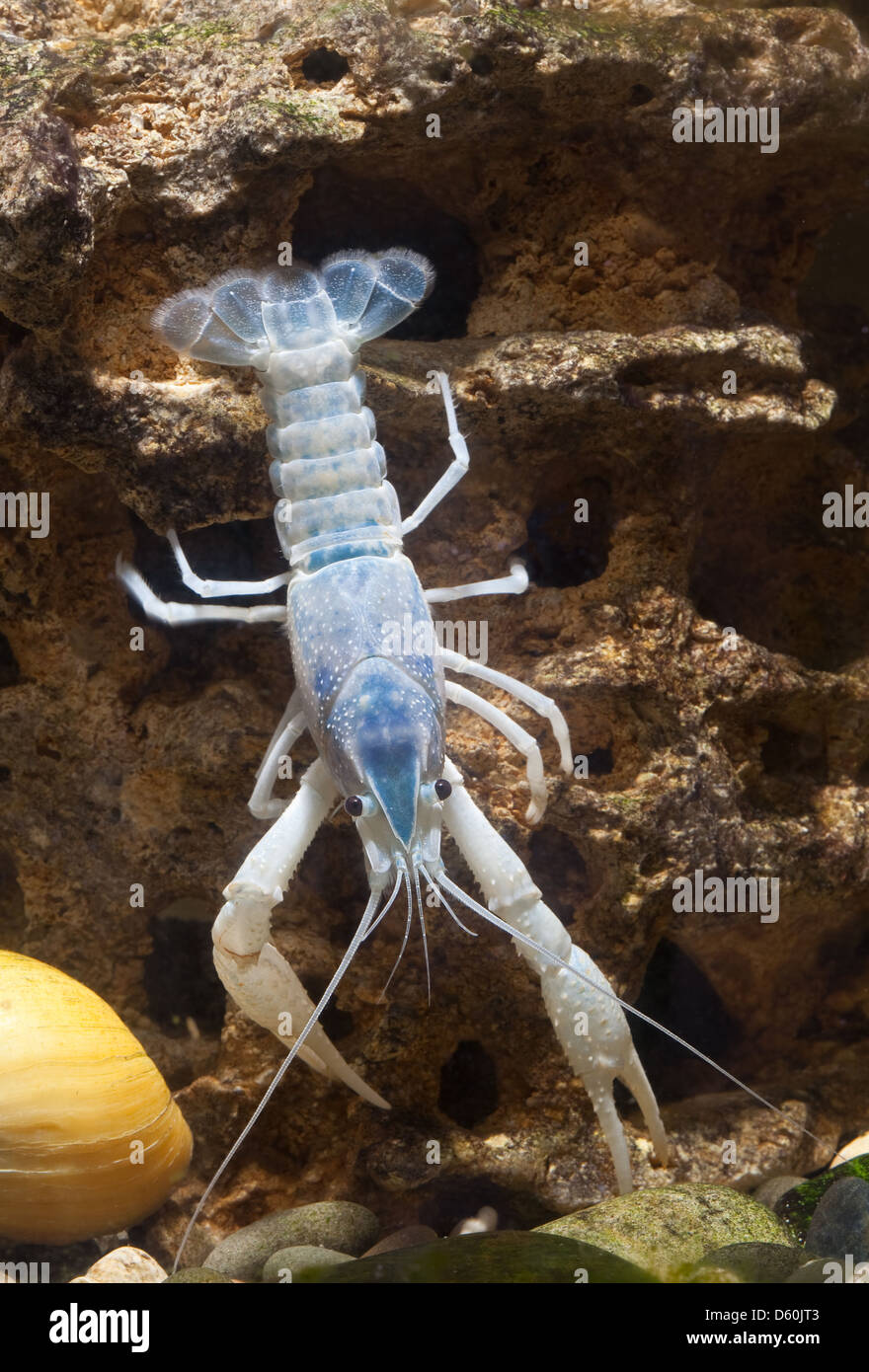 Crayfish australia hi-res stock photography and images - Alamy