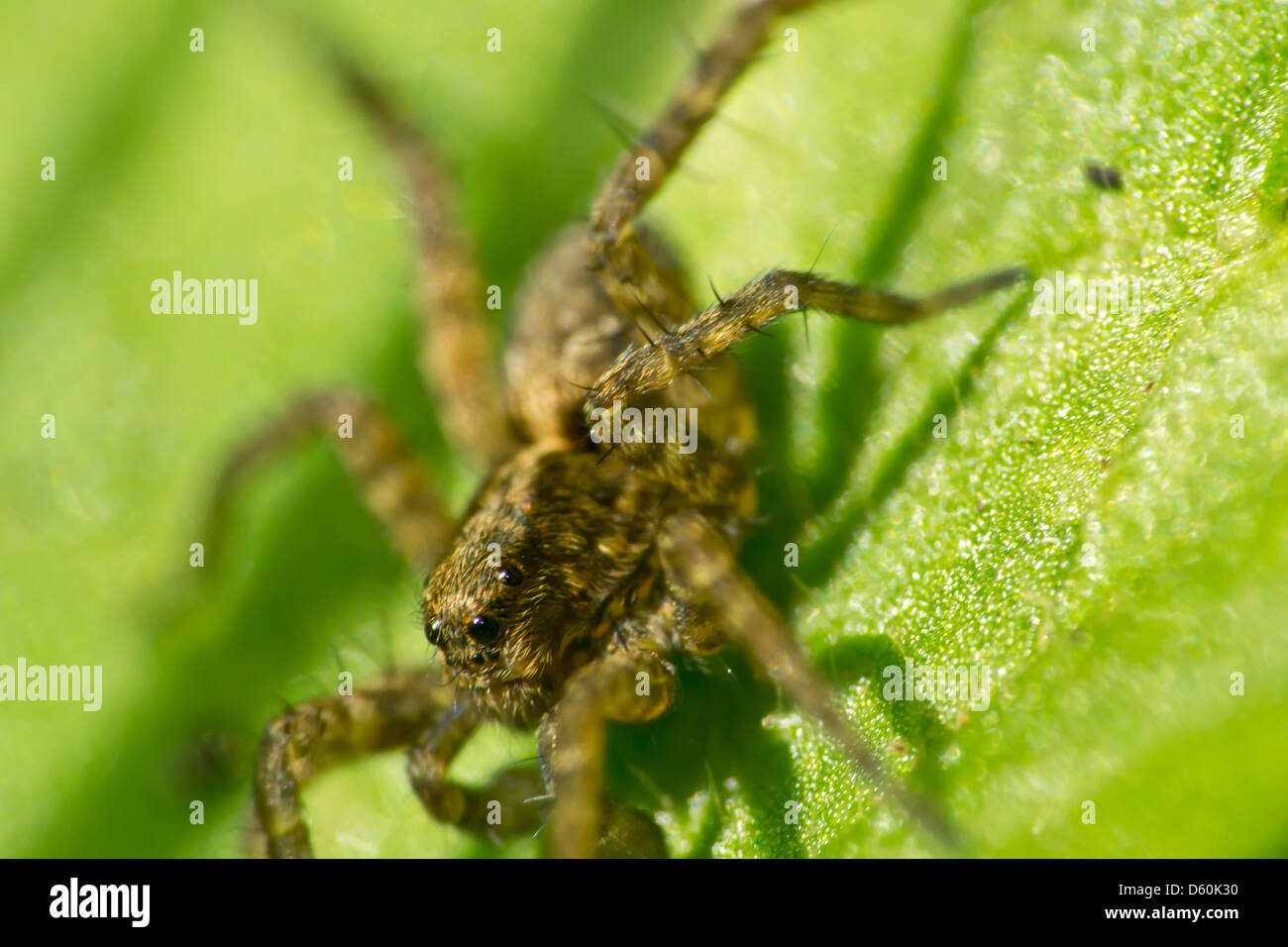 Alien spider hi-res stock photography and images - Alamy