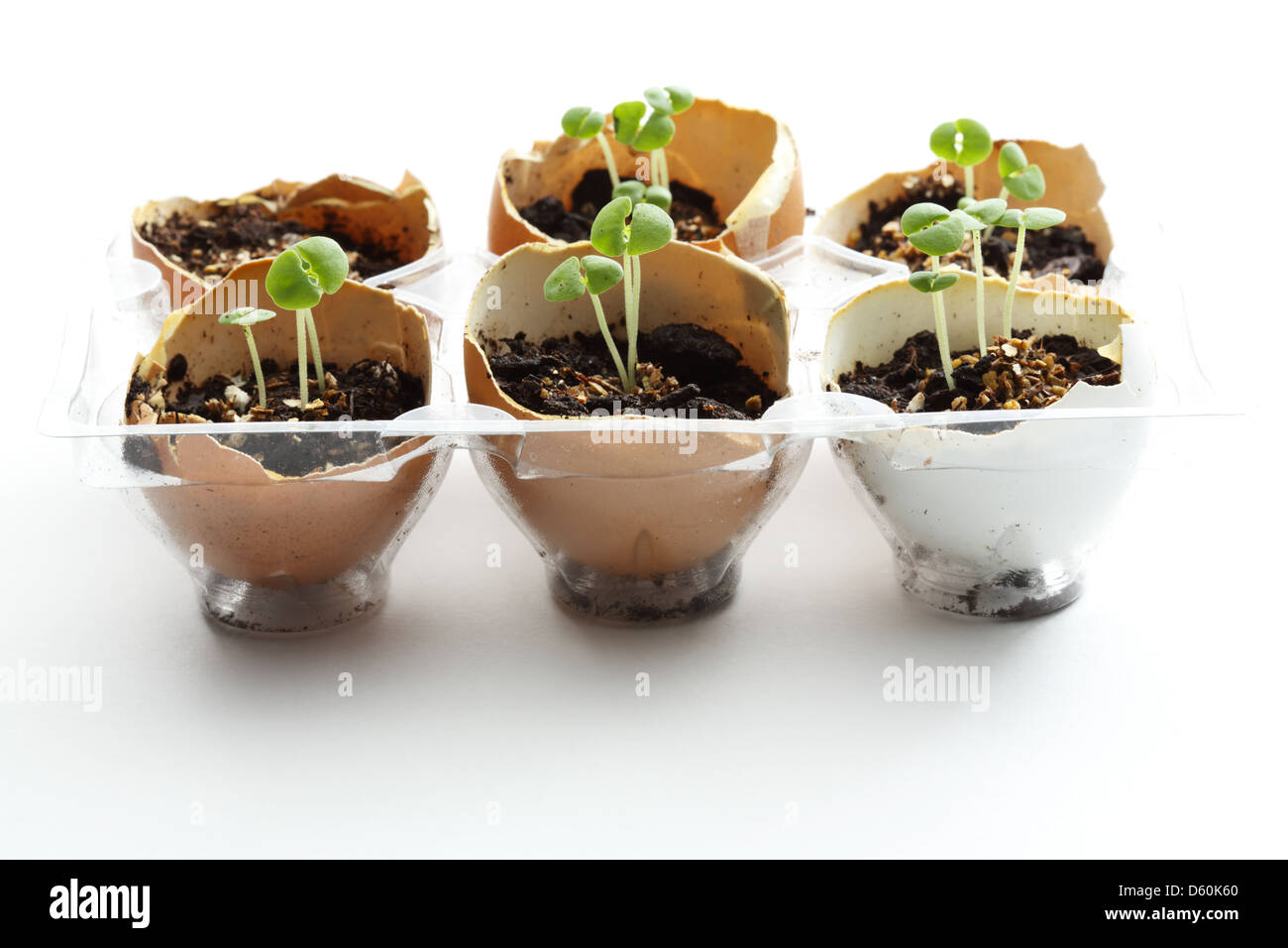 Close-up shot of a group of new basil sprouts being grown in egg shells ...