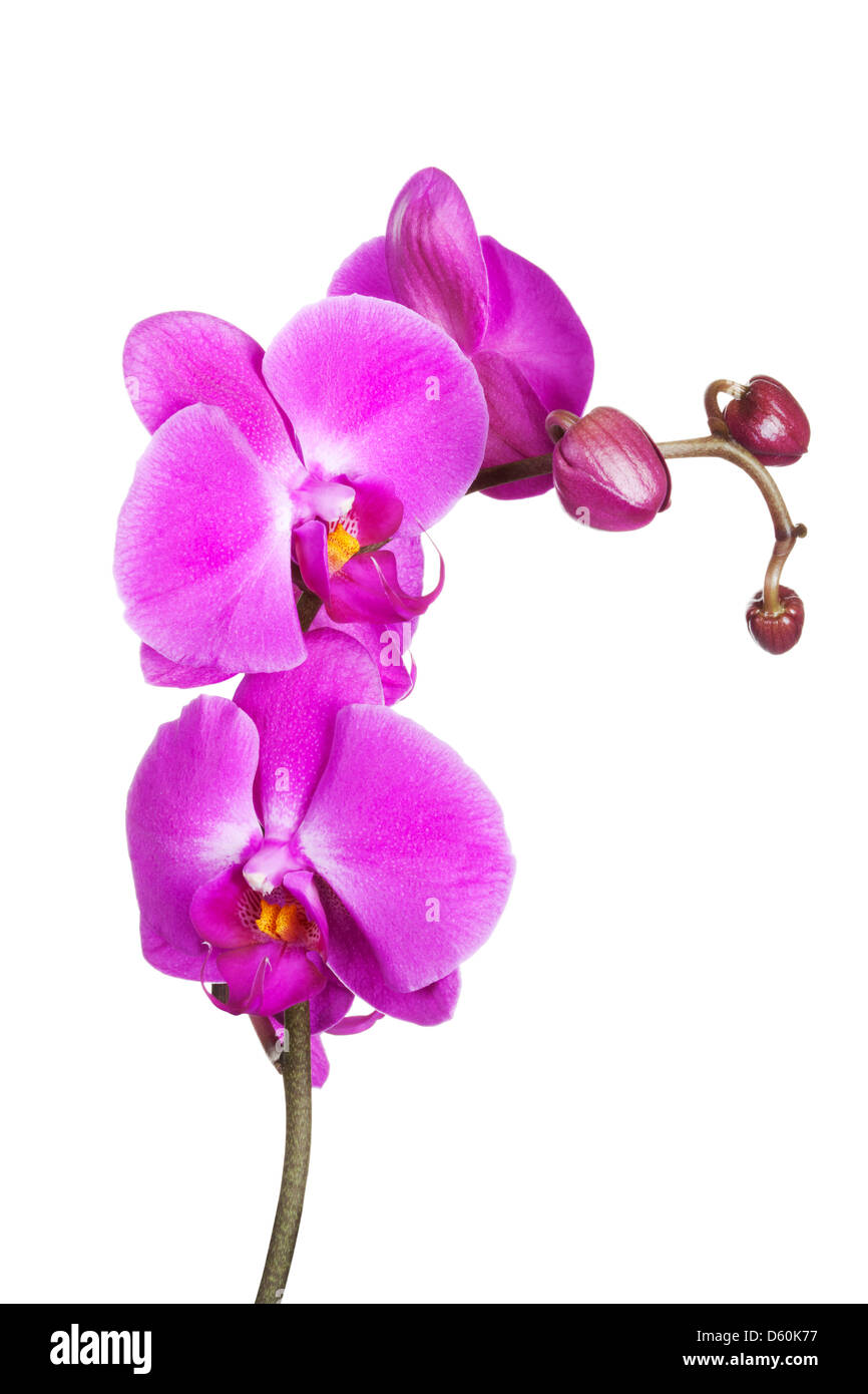 Little orchid flower hi-res stock photography and images - Alamy