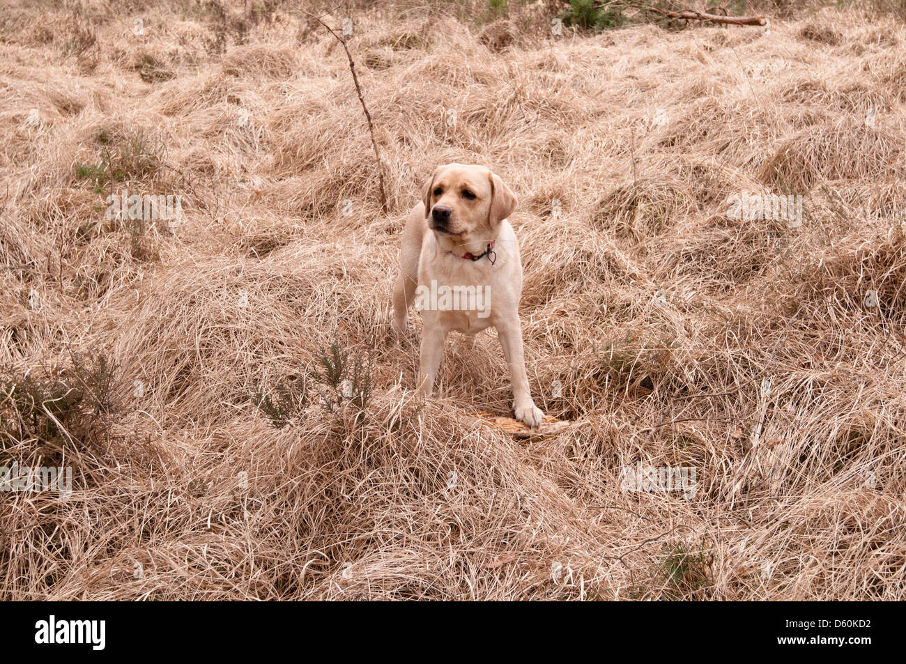 Labrador in winter grasses hi-res stock photography and images - Alamy