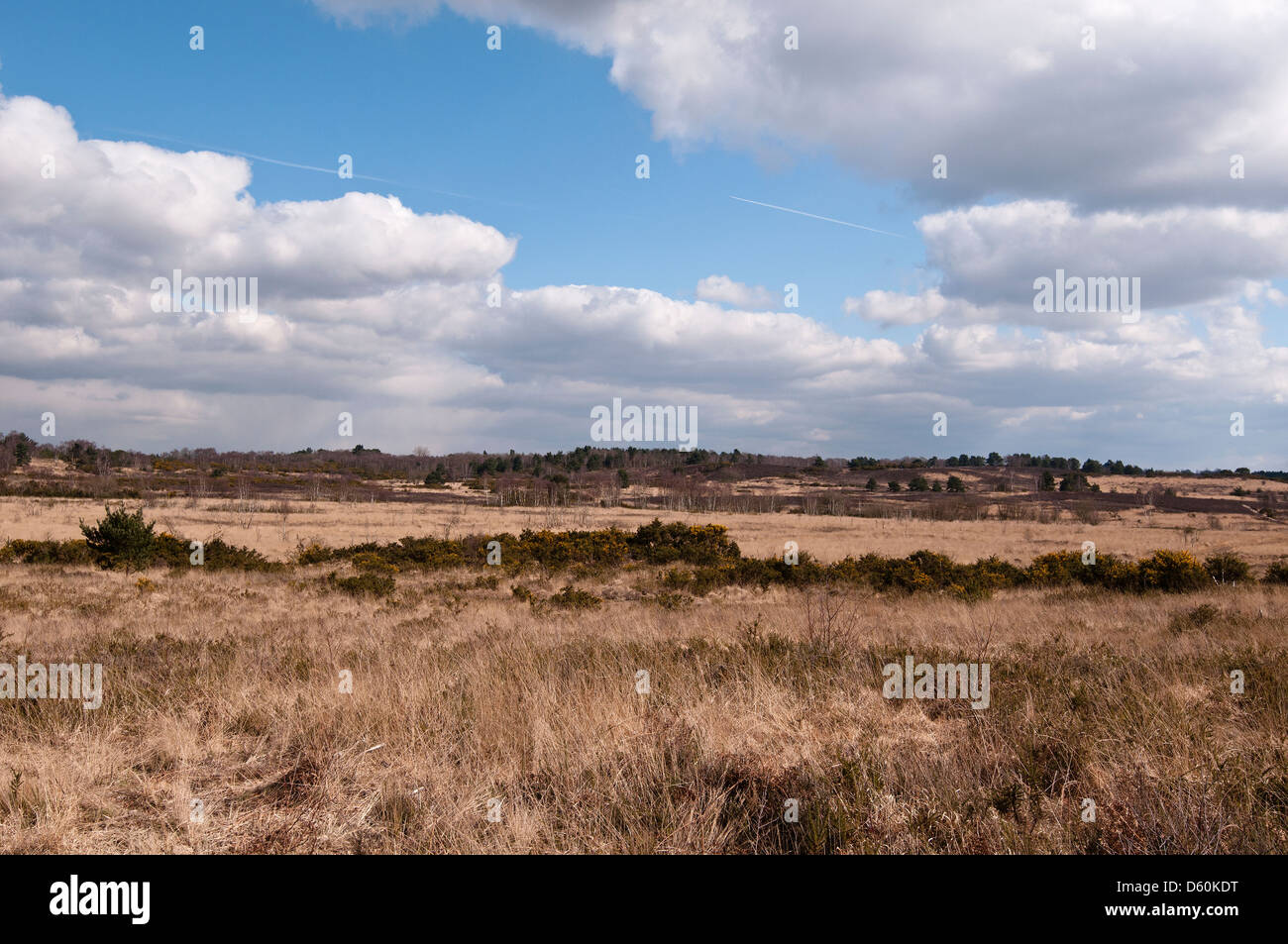 Chobham common hi-res stock photography and images - Alamy