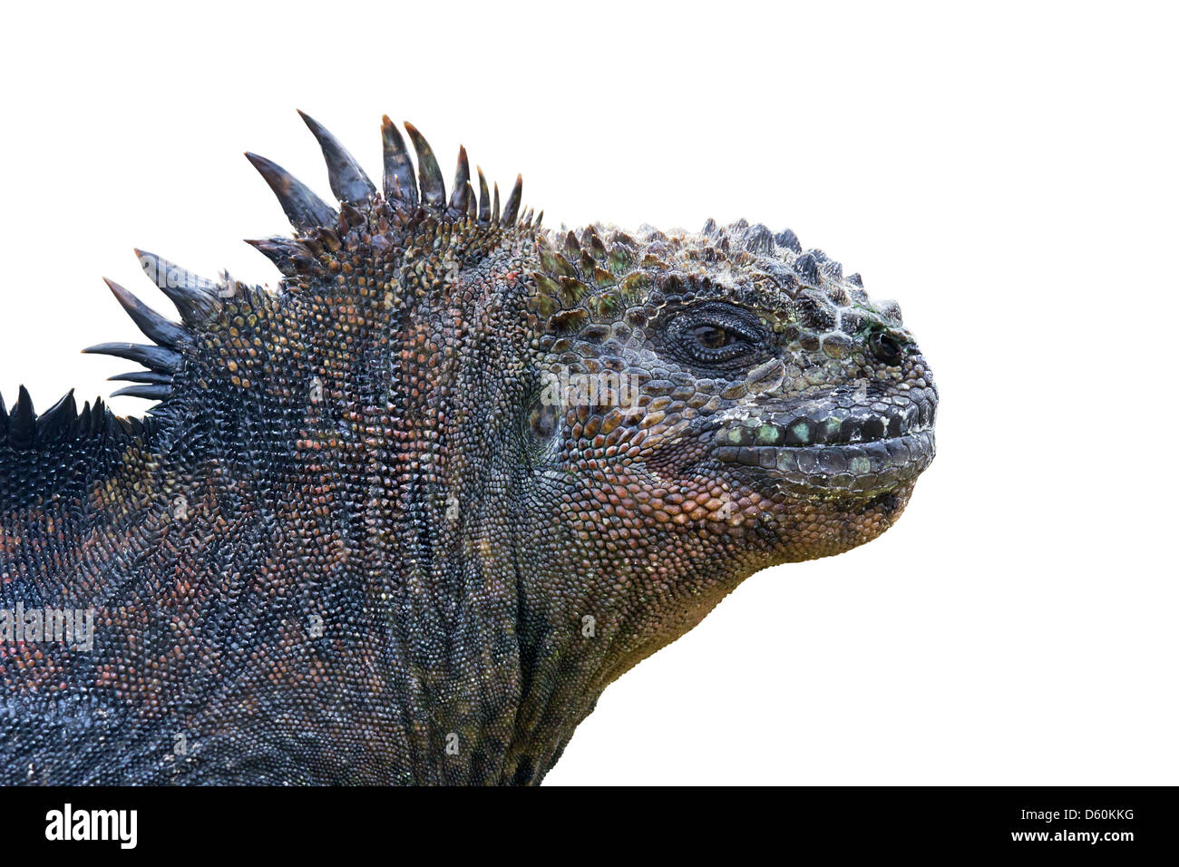Profile of iguana Stock Photo - Alamy