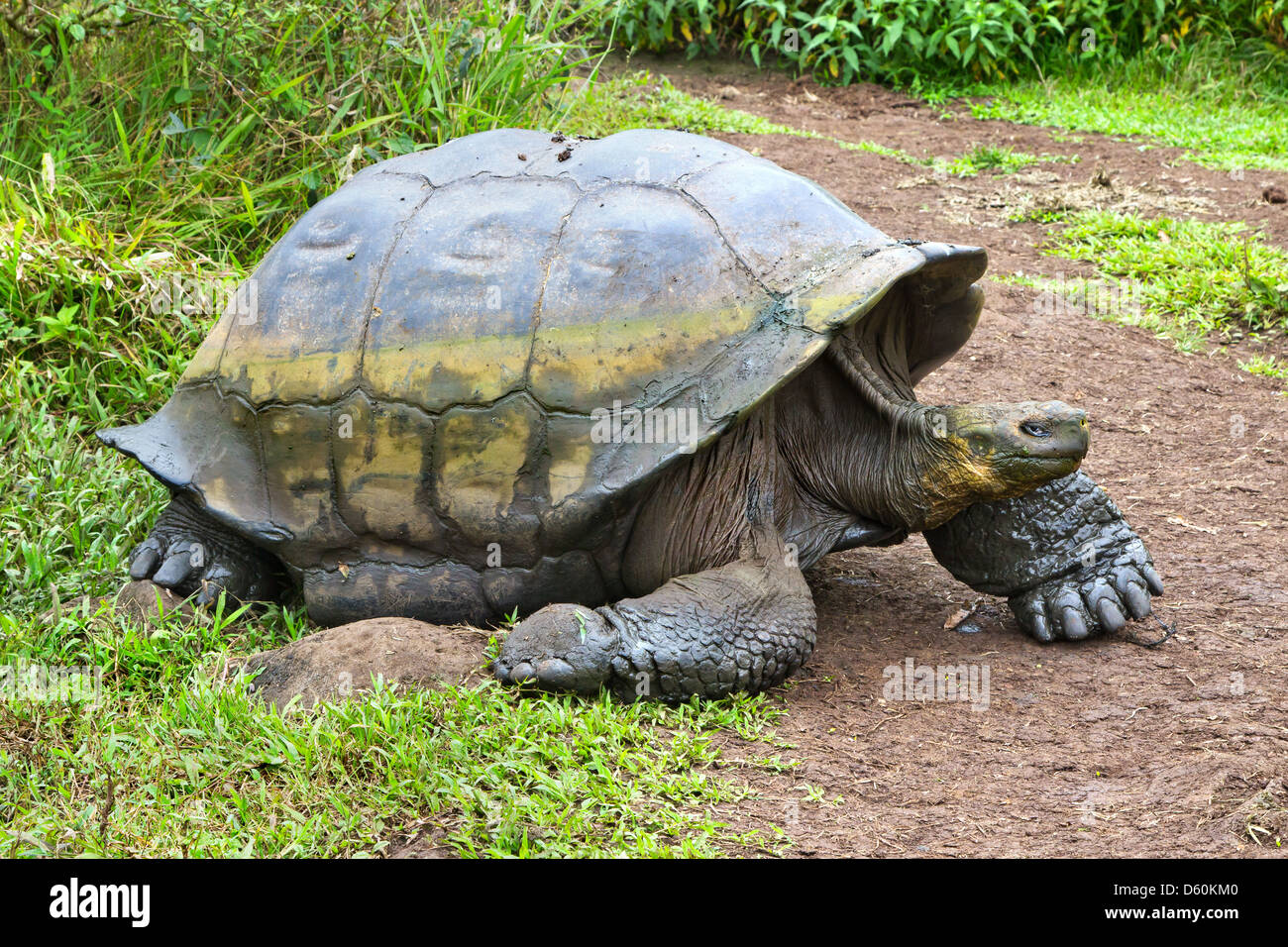 Big Turtle High Resolution Stock Photography and Images - Alamy