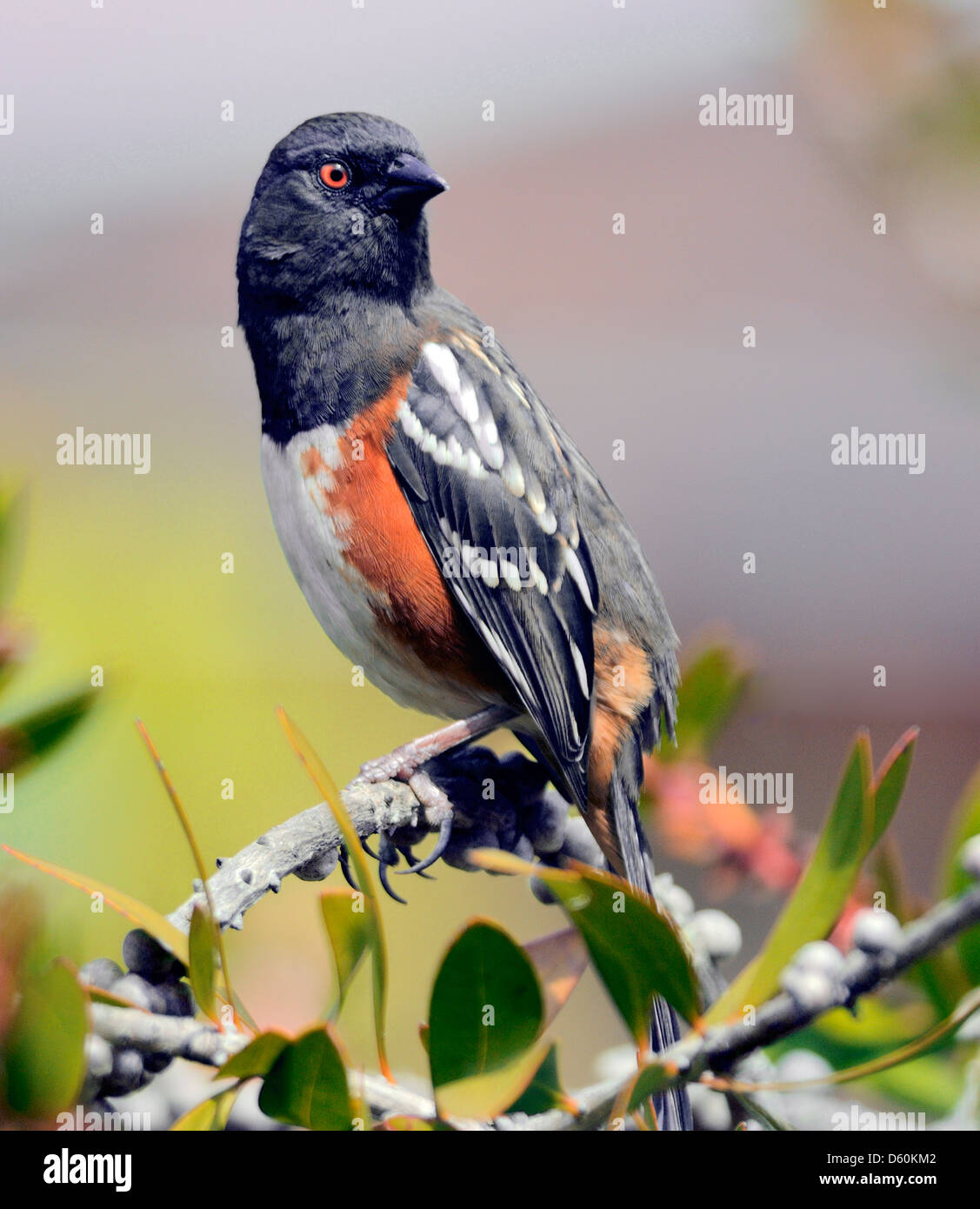 A Spotted Towhee bird - Pipilo maculatus (formerly Rufous Sided Towhee ...