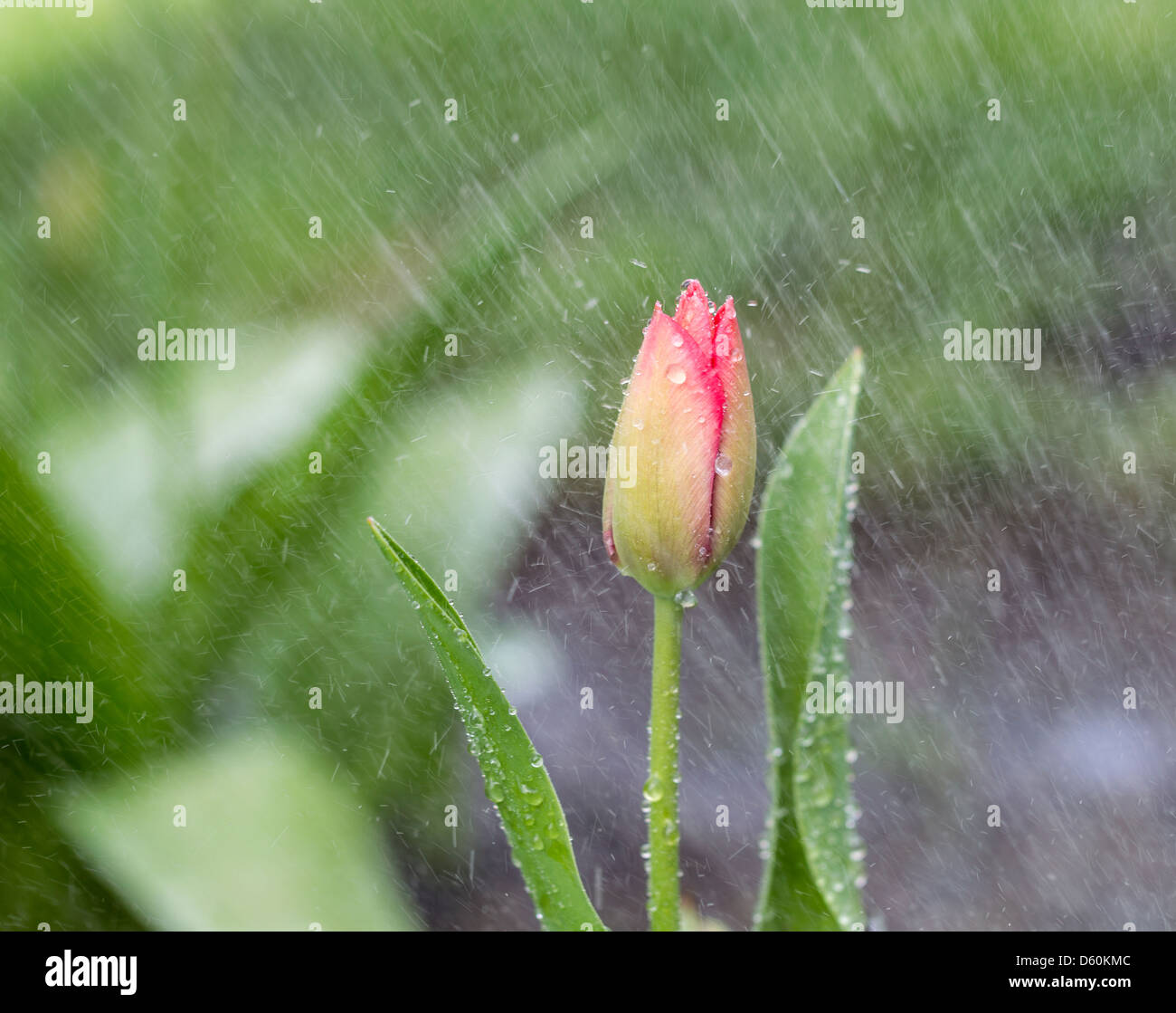 Horizontal photo of single Tulip flower in April rain shower with green ...