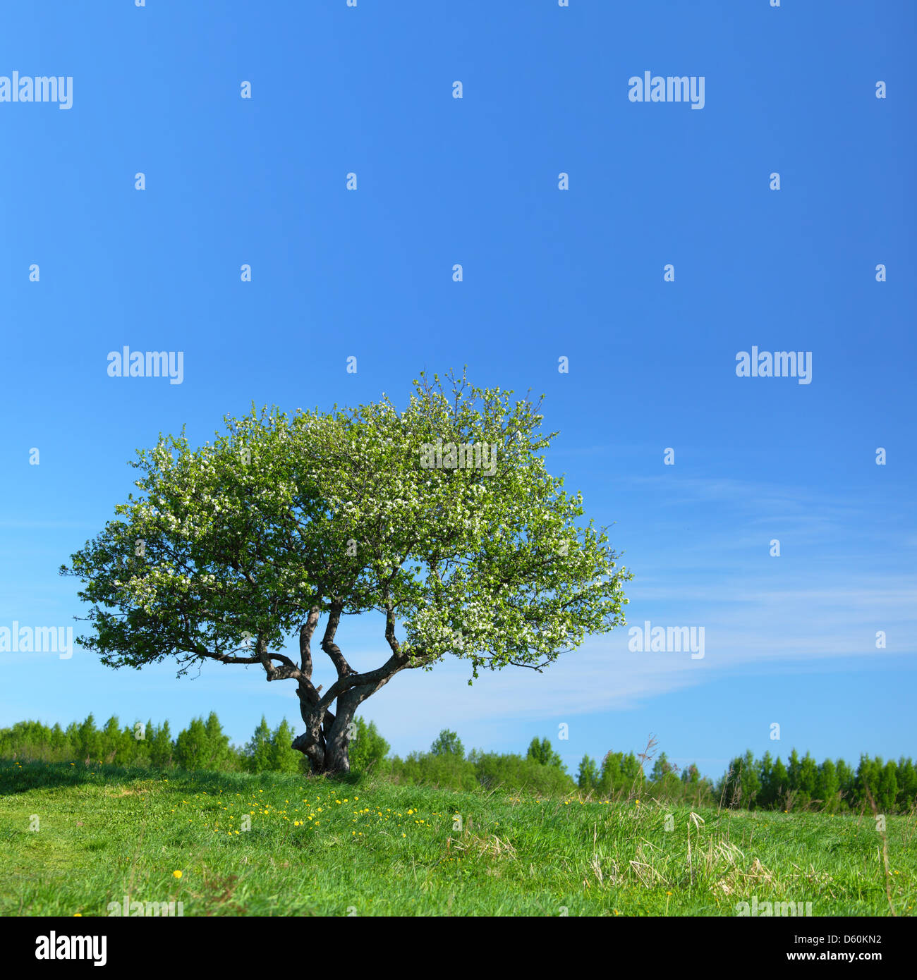 alone tree on green grass field Stock Photo - Alamy