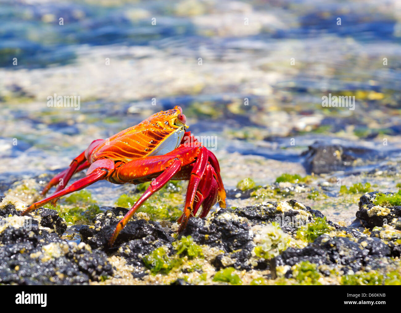 Sally Lightfoot Crab in the Galapagos Stock Photo - Alamy