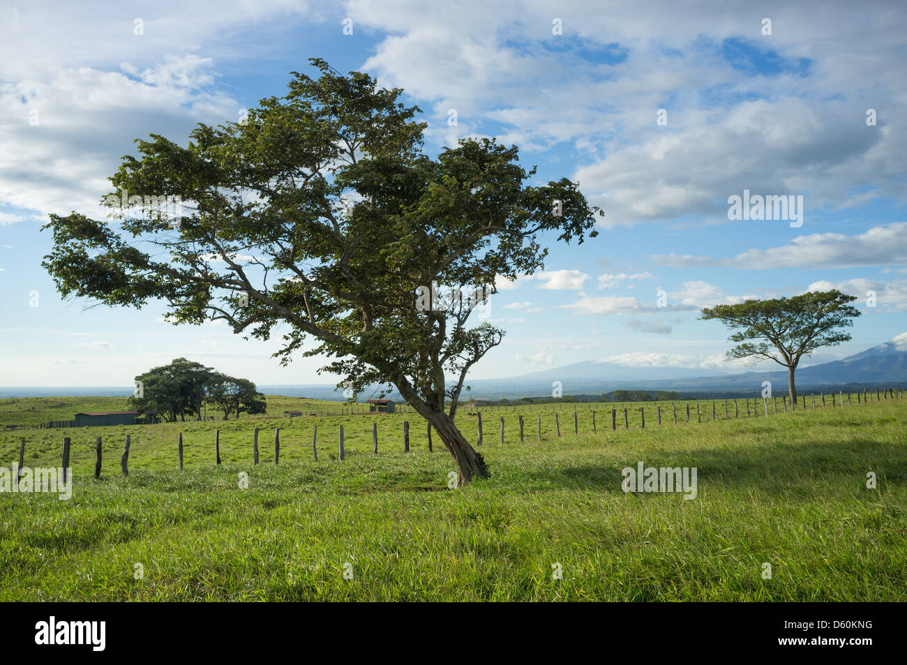 Guanacaste trees on flat farmland, a classic northern Costa Rica ...