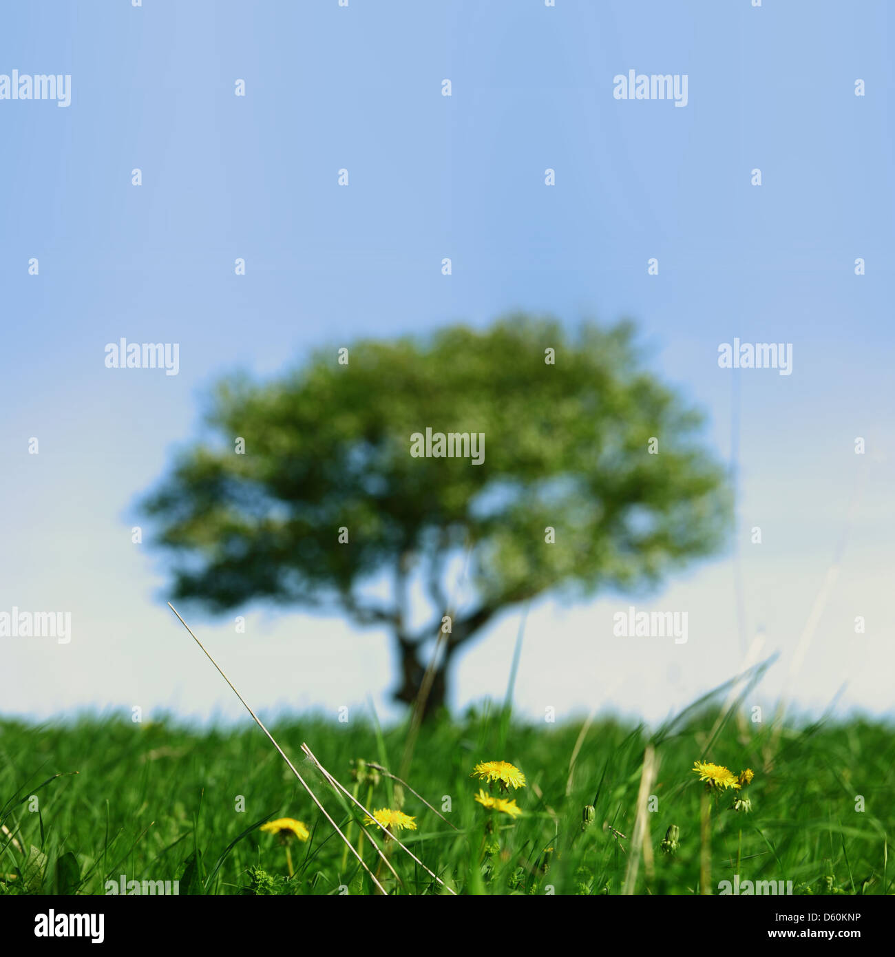 alone tree on green grass field Stock Photo - Alamy
