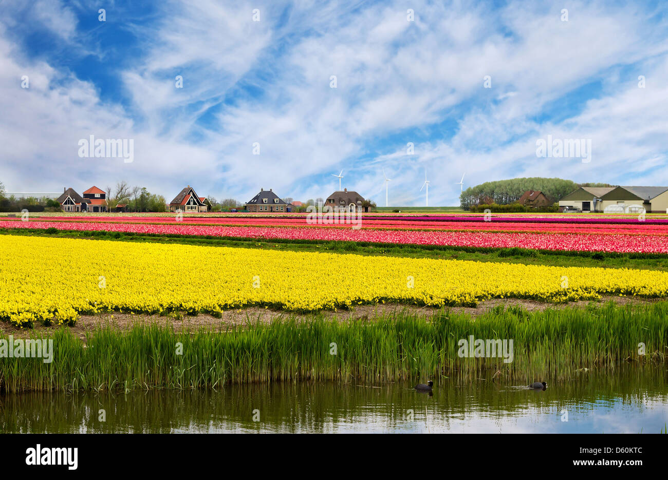 Spring landscape in Holland Stock Photo - Alamy