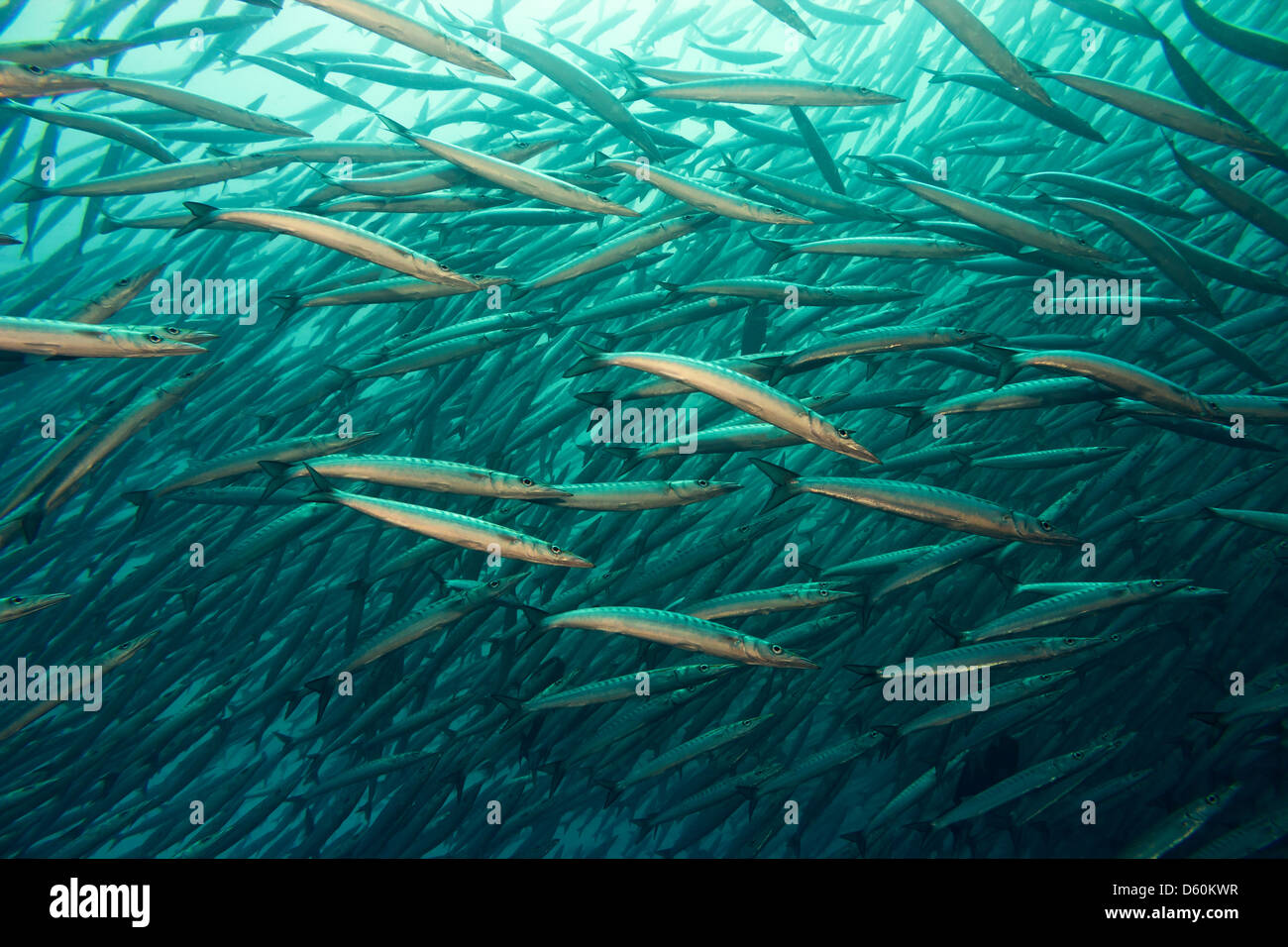 Flight of barracuda Stock Photo - Alamy