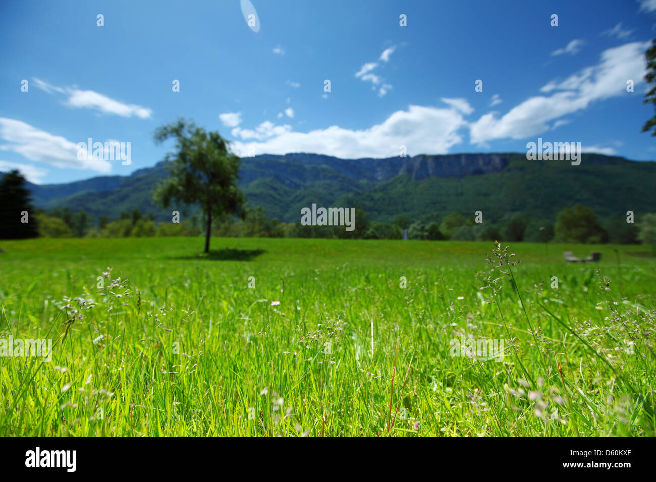 a beautiful view of the alps tree on grass field Stock Photo - Alamy