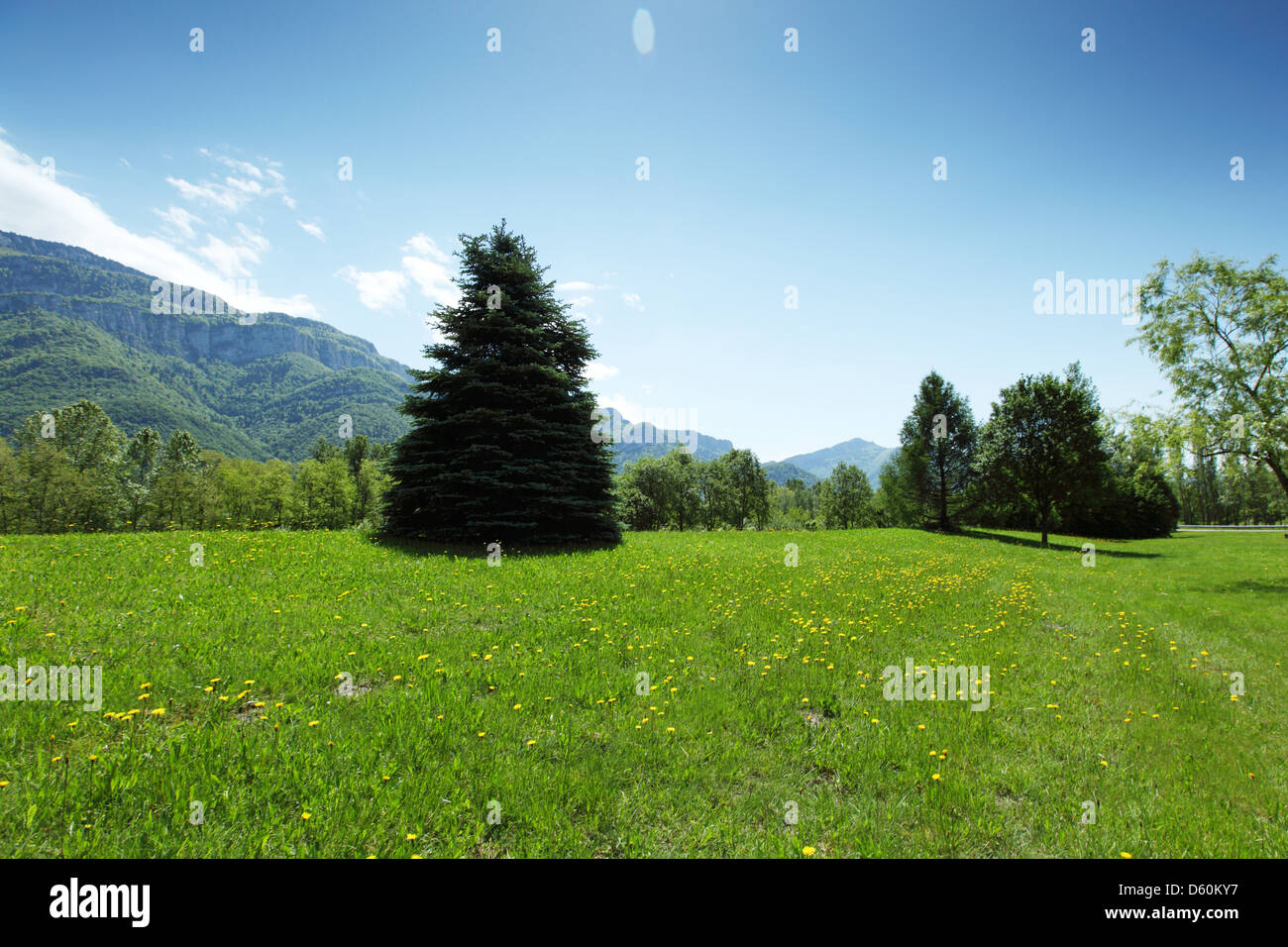 a beautiful view of the alps tree on grass field Stock Photo - Alamy