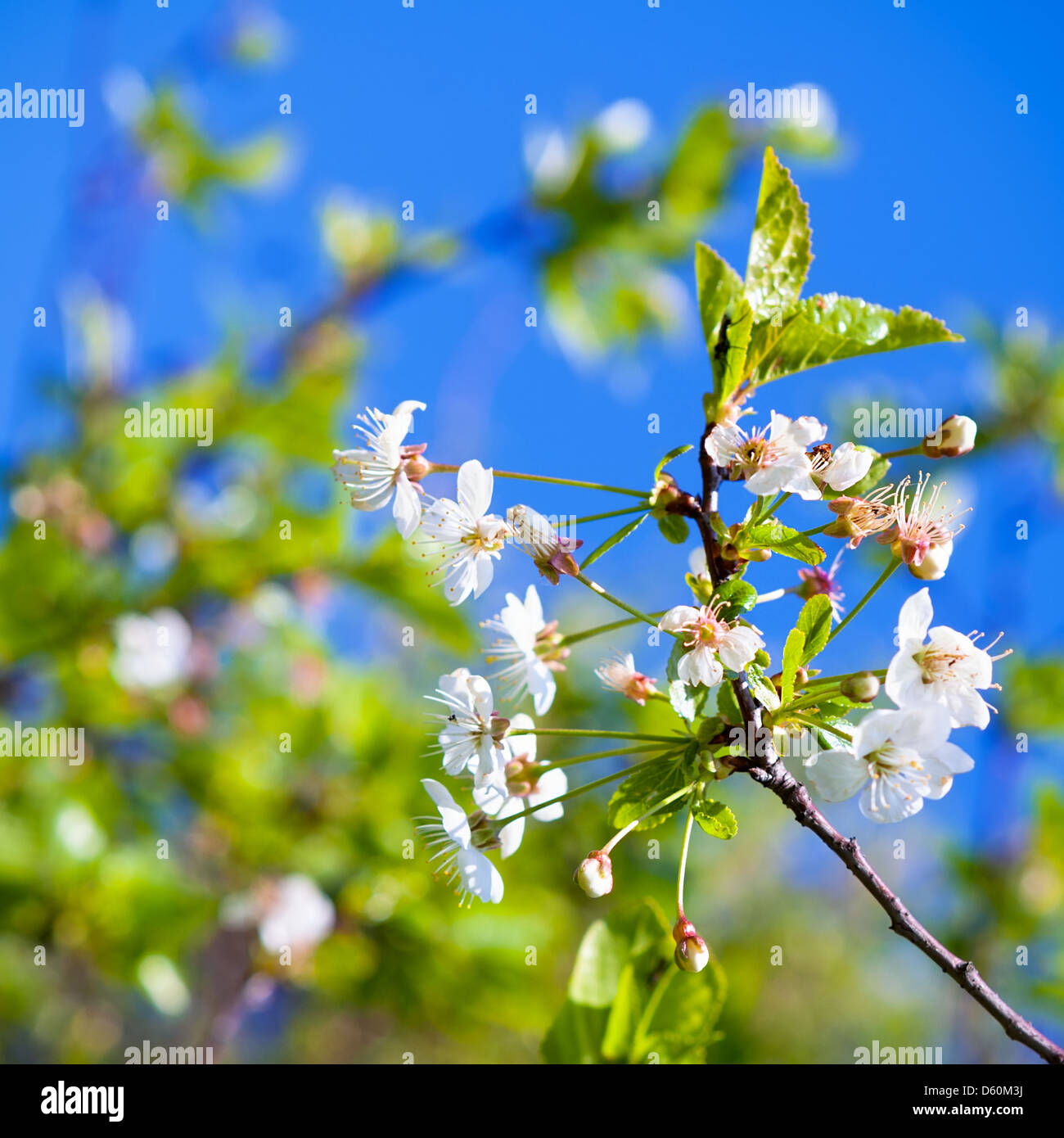 Orchard space hi-res stock photography and images - Alamy
