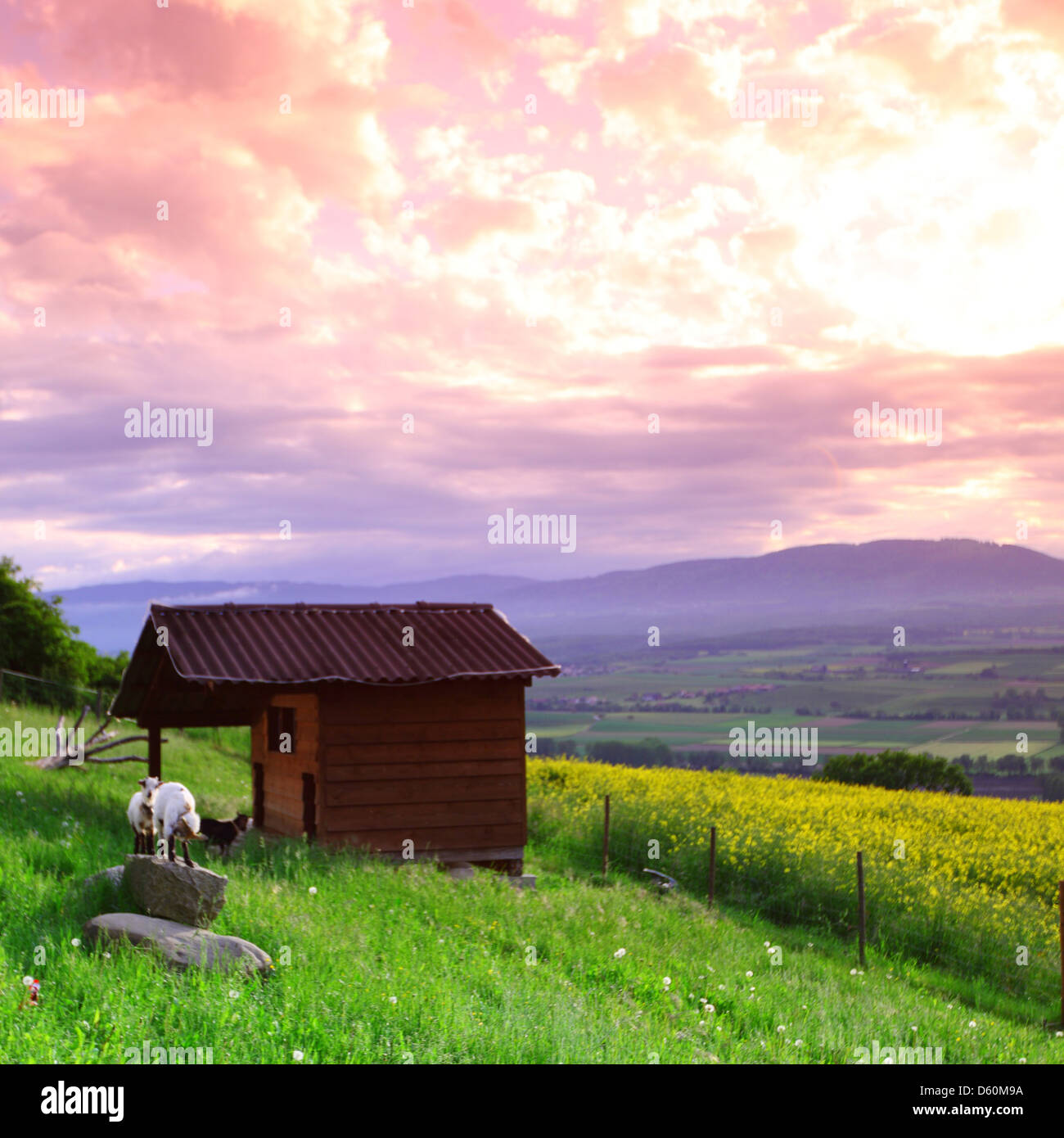 goats in green grass on sunrise Stock Photo - Alamy