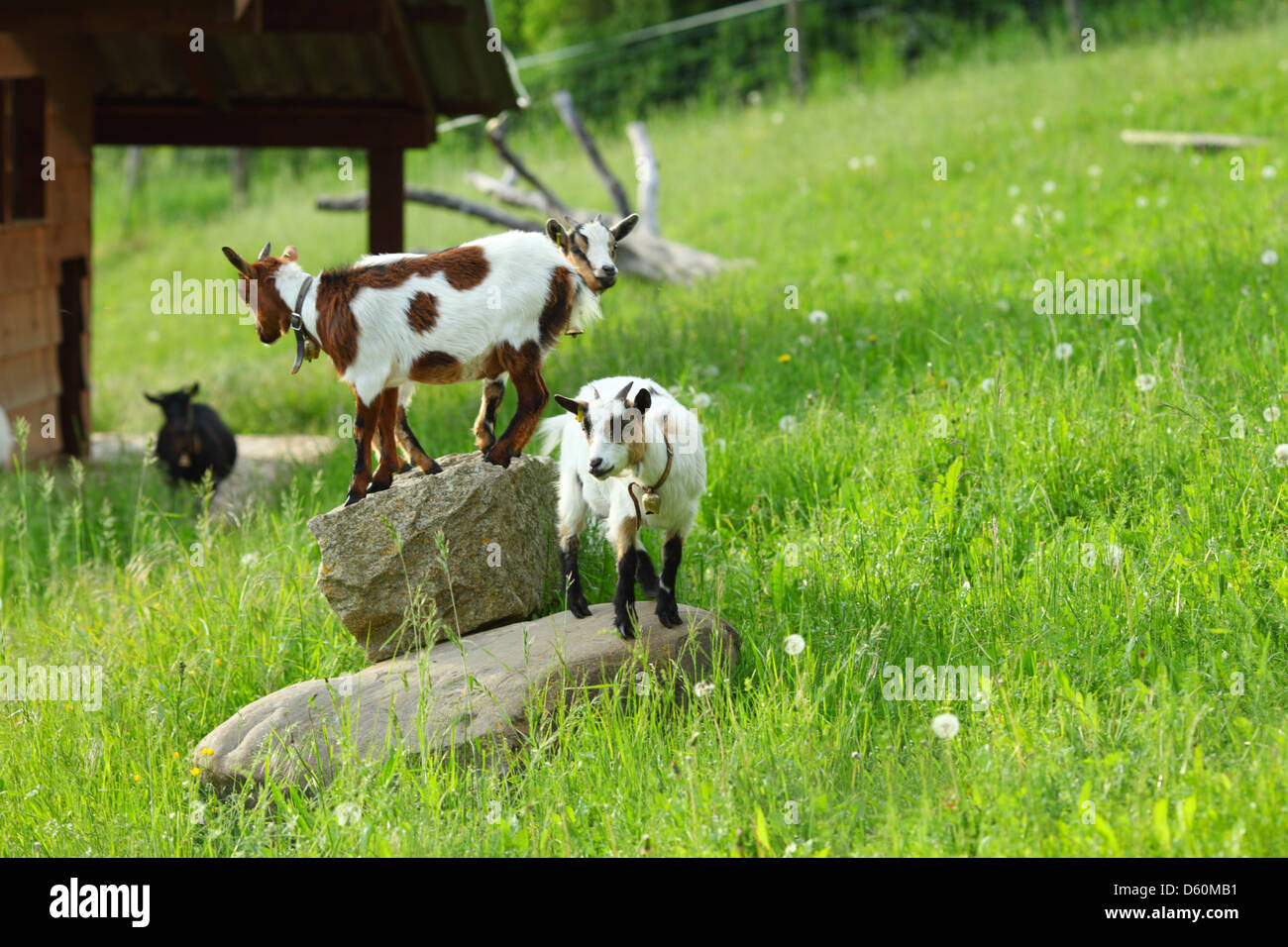 Goat on green grass Stock Photo - Alamy