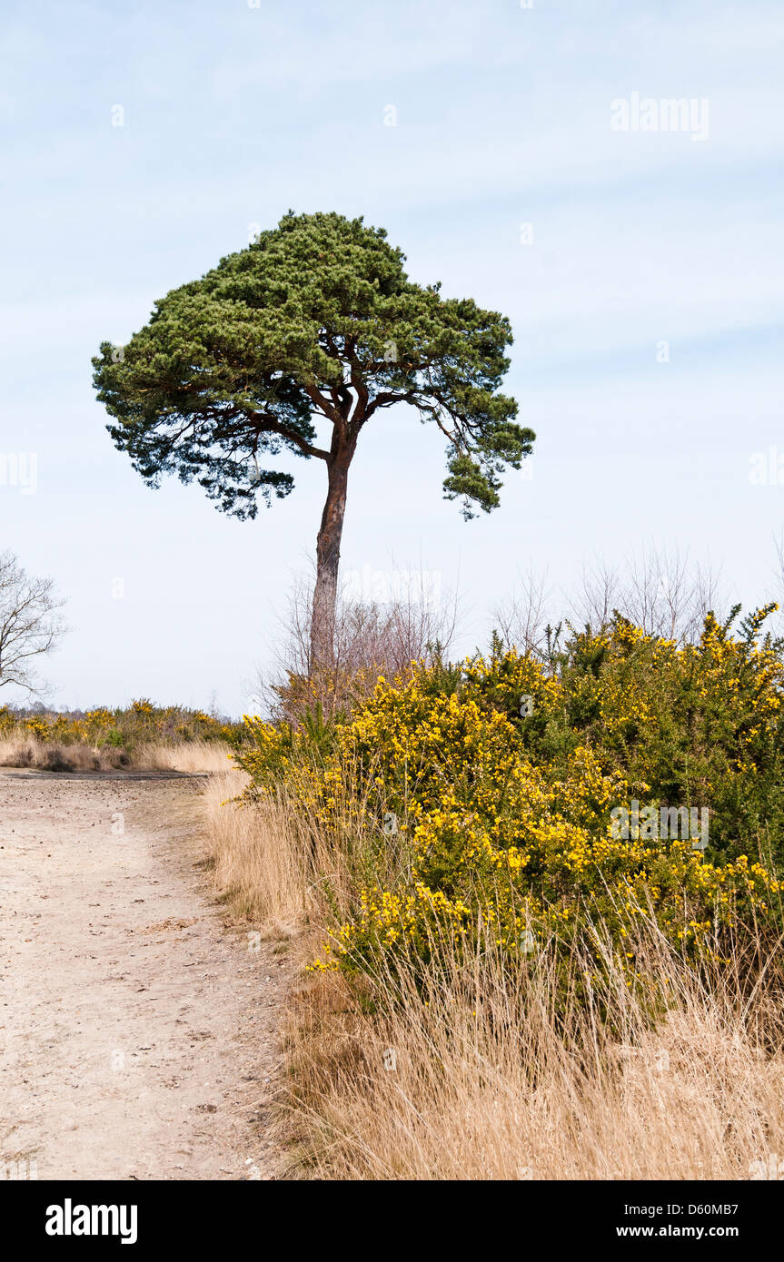 Chobham common hi-res stock photography and images - Alamy