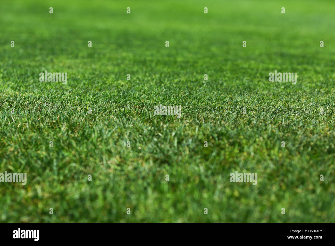 Beautiful green grass texture Stock Photo - Alamy