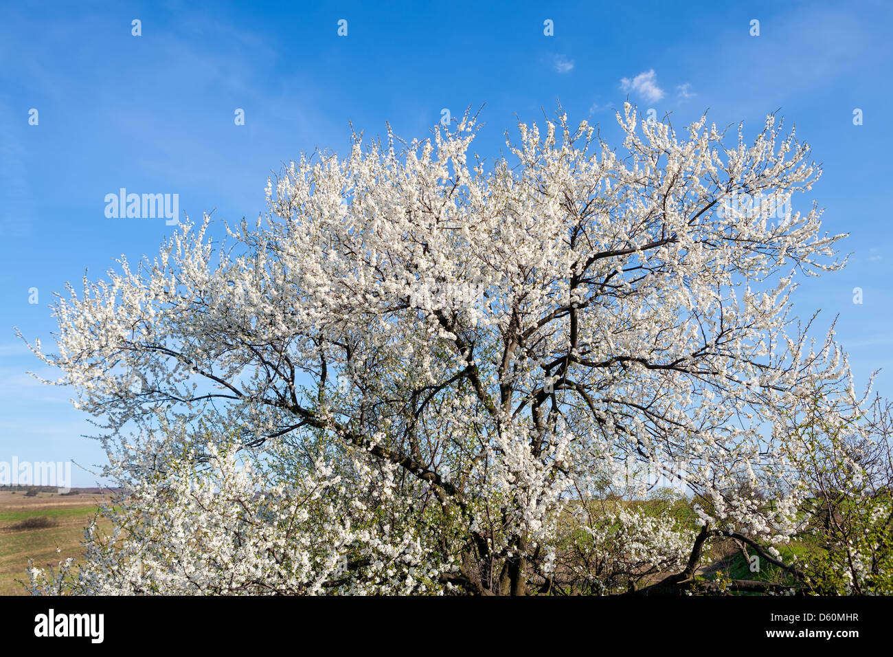 Life in a Spring Stock Photo - Alamy
