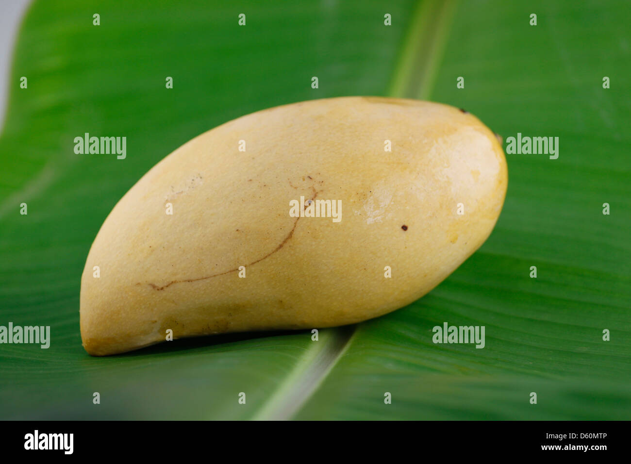 Mango seed hi-res stock photography and images - Alamy